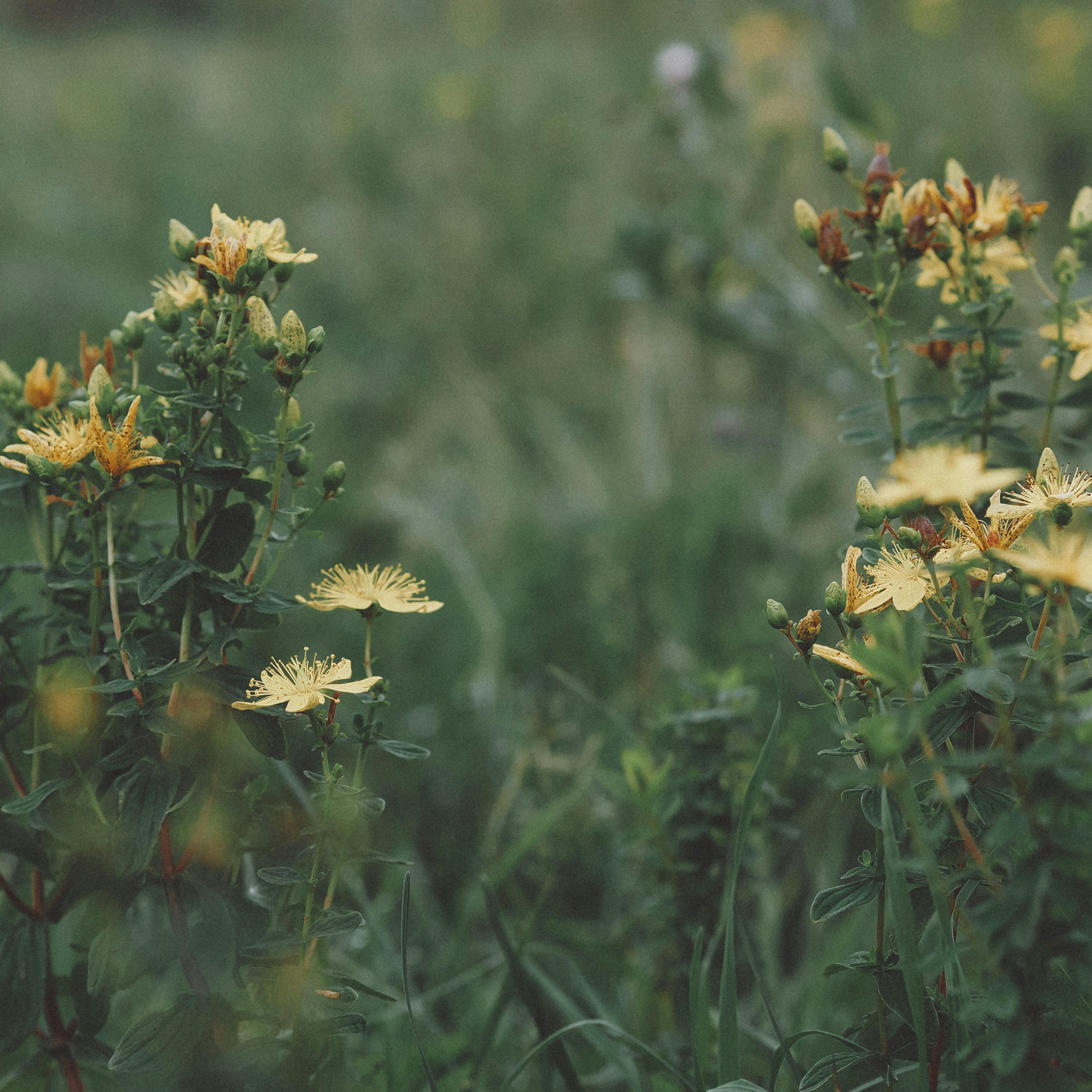 Wildflowers Growing Photos, Download Free Wildflowers Growing Stock ...