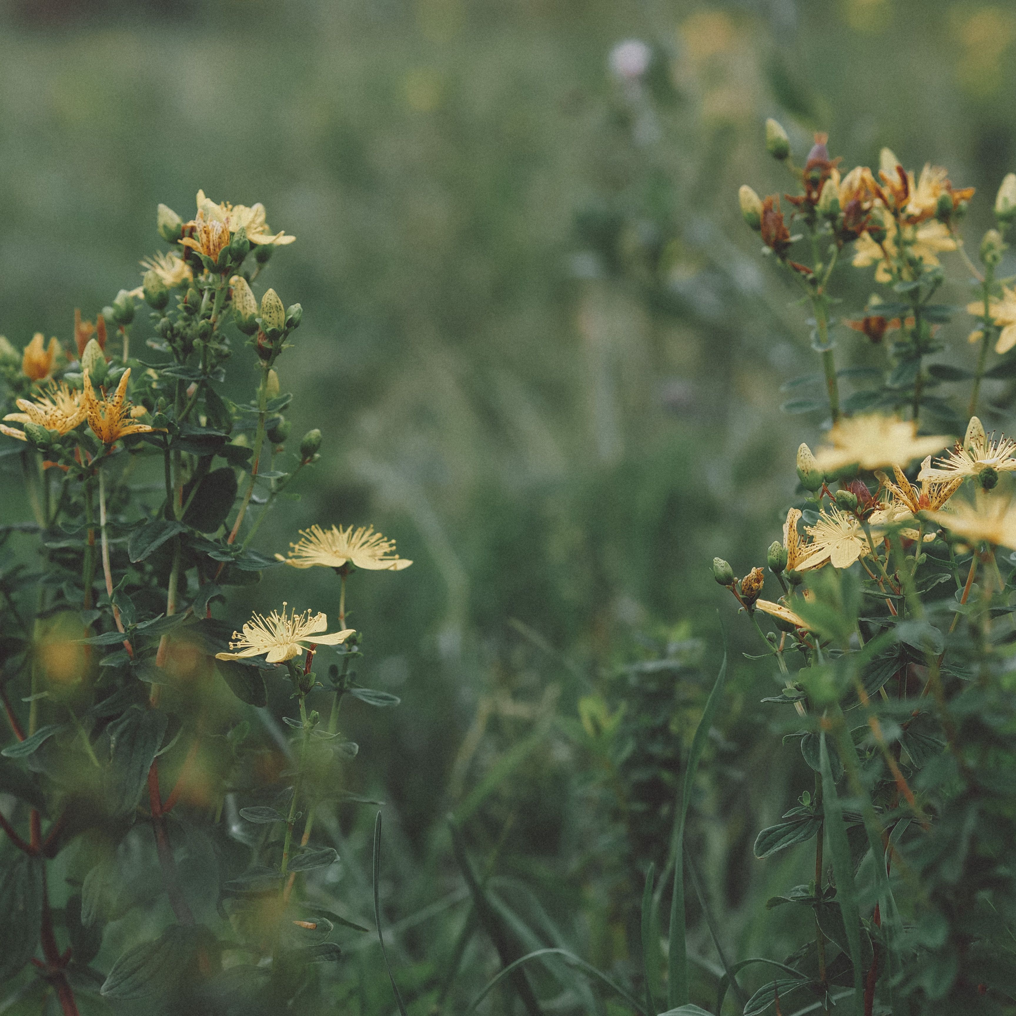 Wildflowers in the Forest · Free Stock Photo