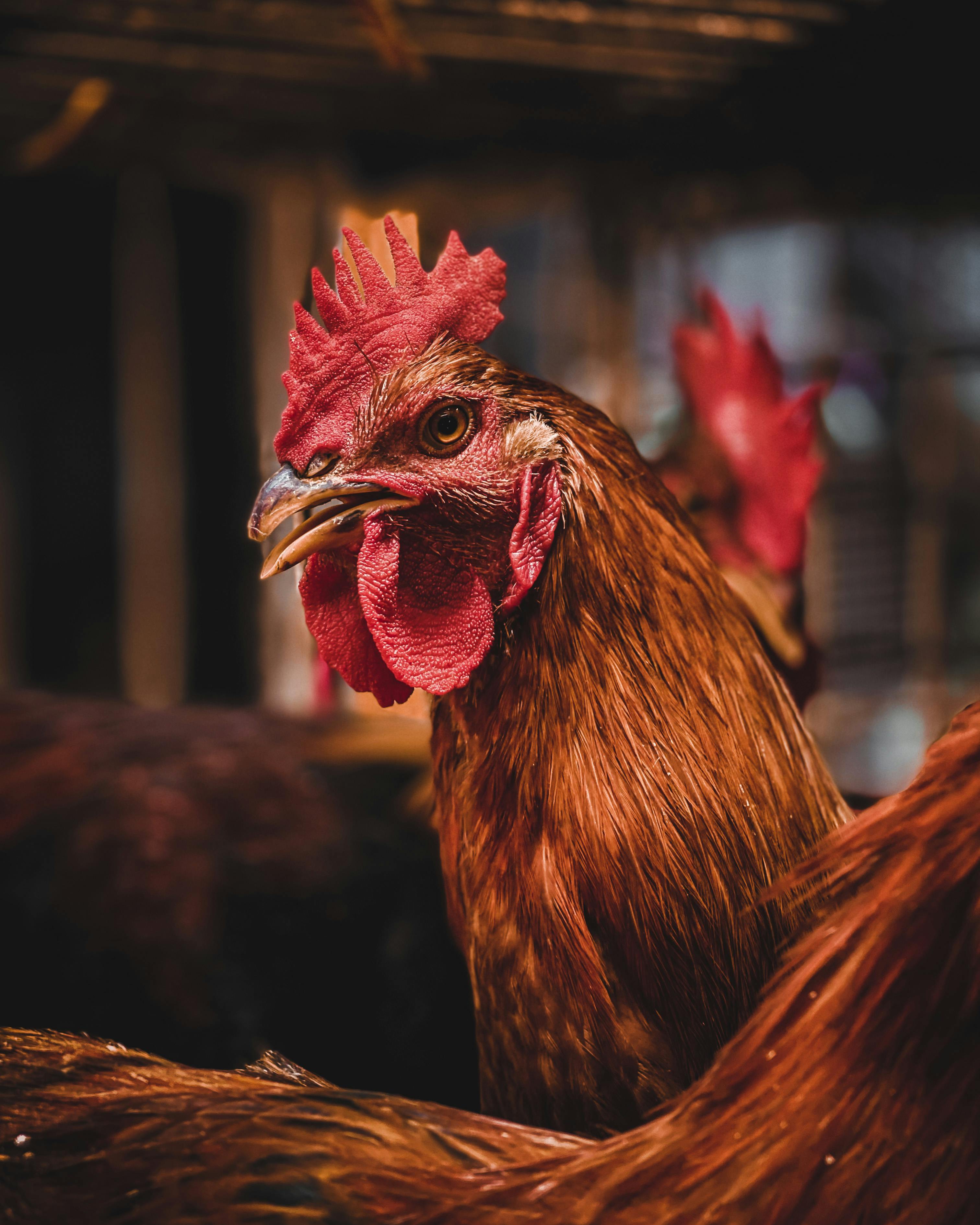 Brown Rooster in a Barn · Free Stock Photo