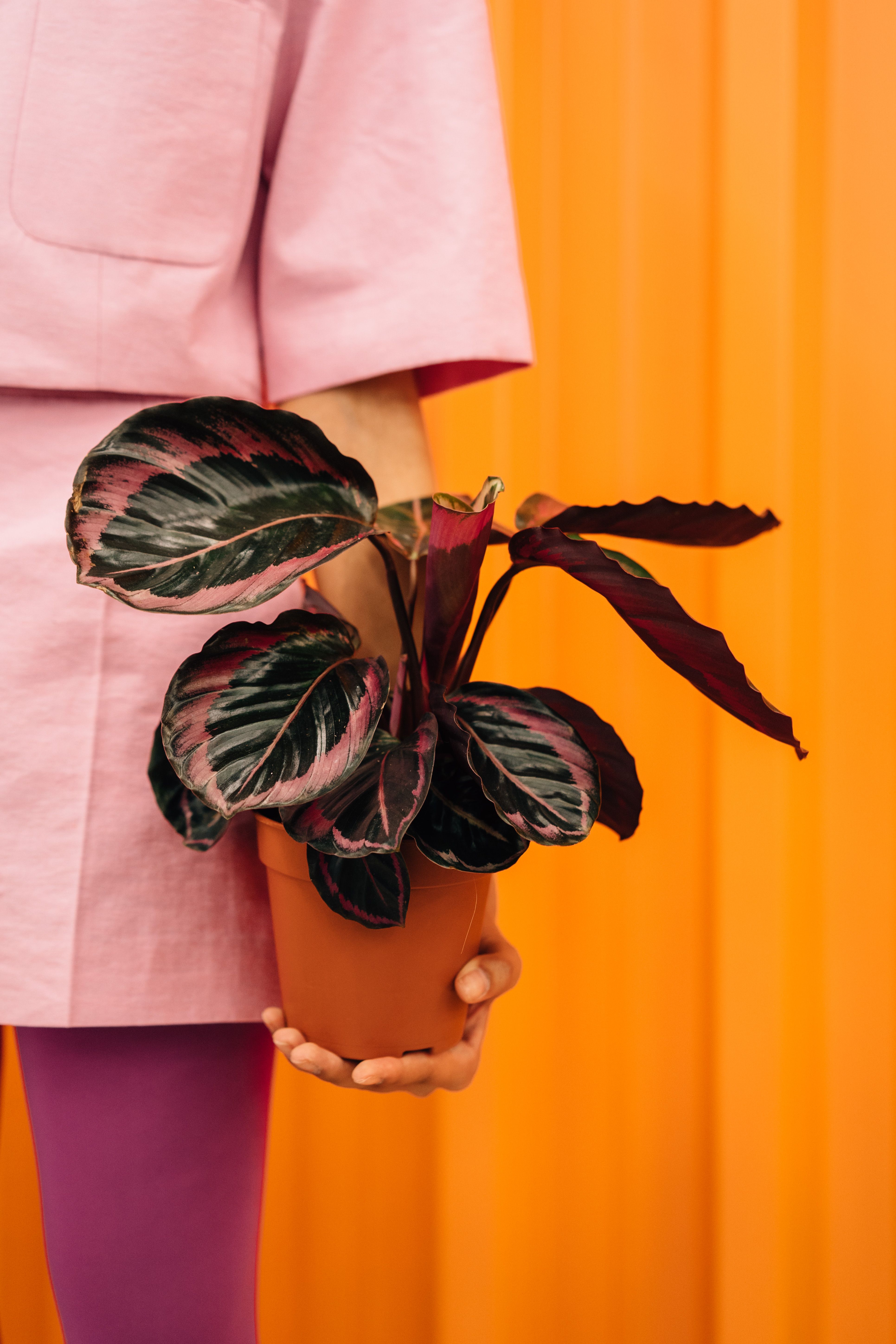 Pink Calathea Plant Photos, Download The BEST Free Pink Calathea Plant ...