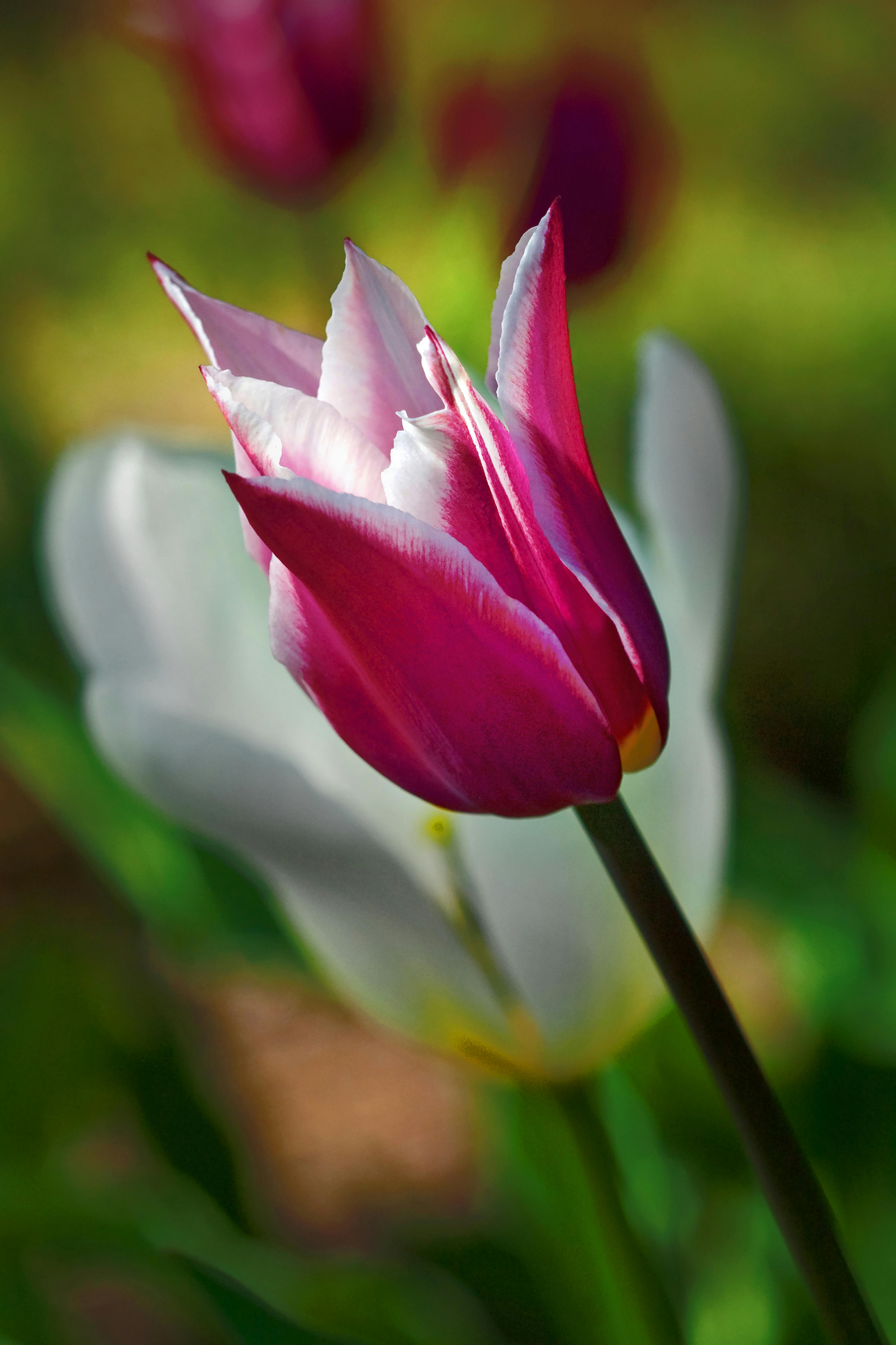 Close up of Pink Flower · Free Stock Photo