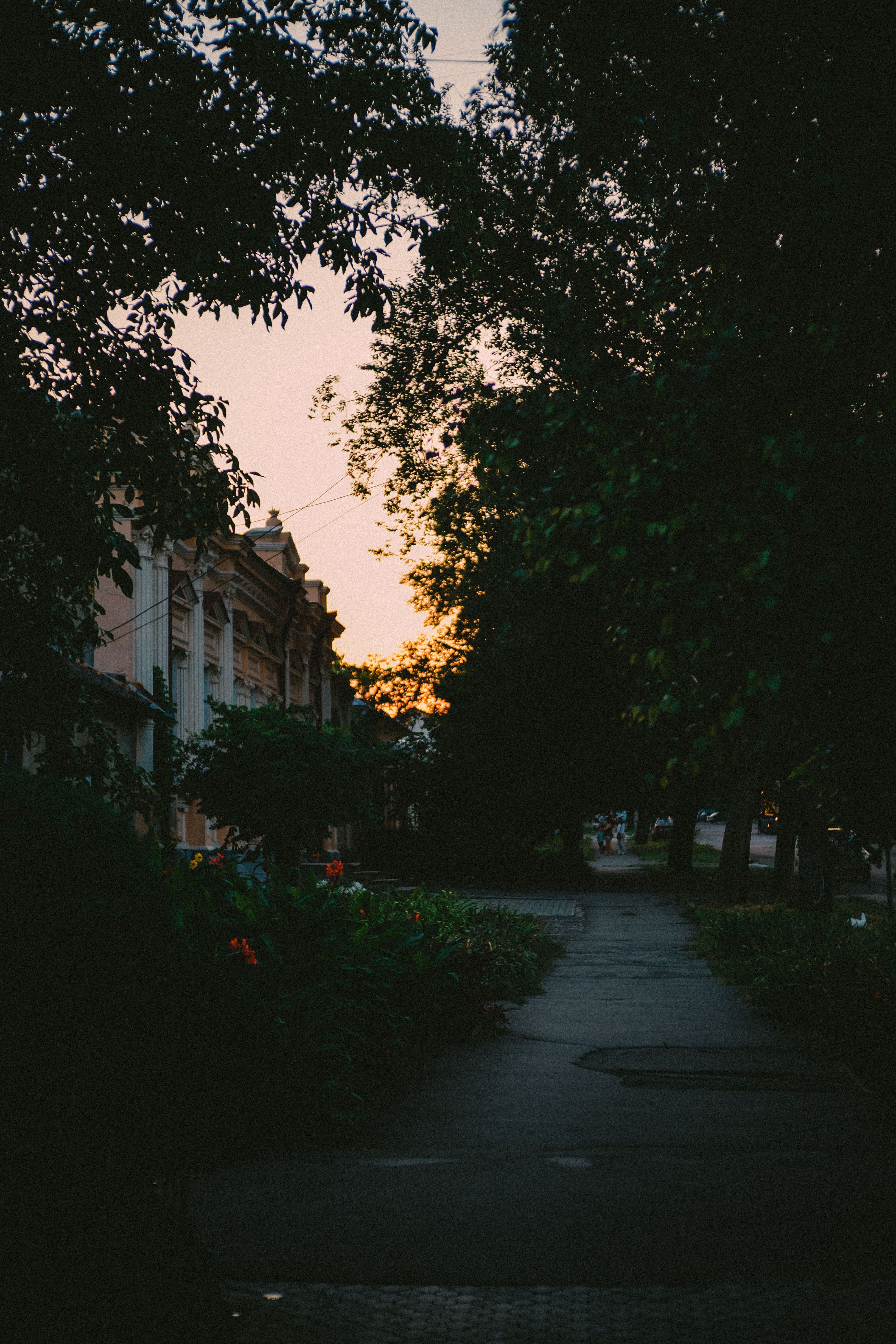 Trees around Sidewalk · Free Stock Photo