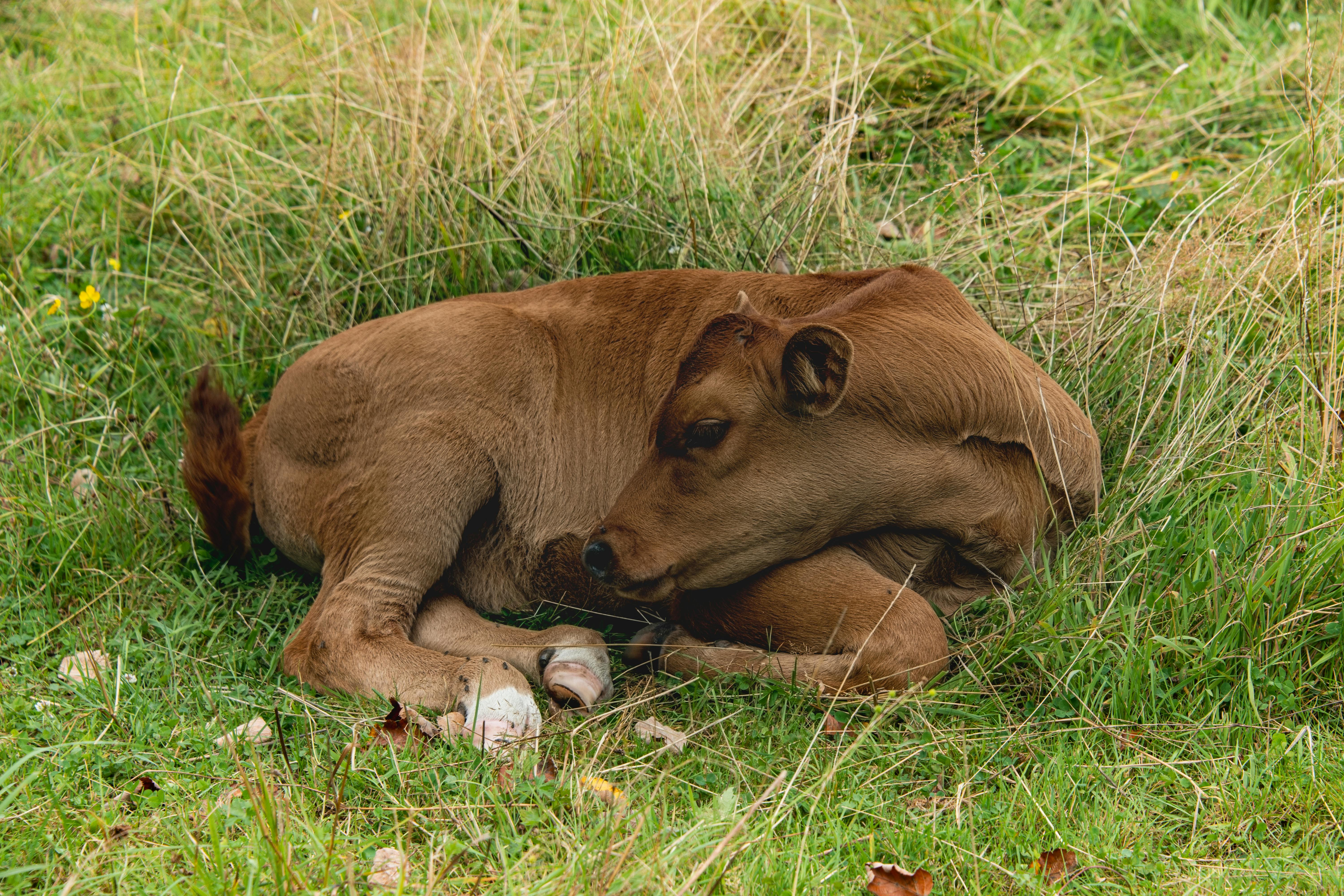 Cow Calf Lying Down · Free Stock Photo