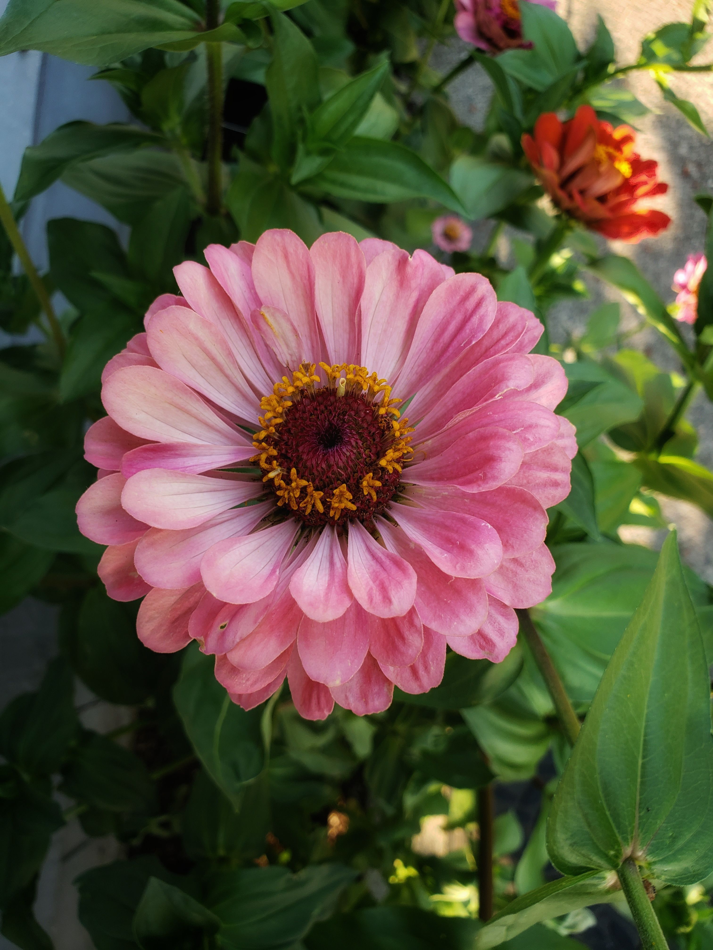 Flowers Growing over Gate to Garden · Free Stock Photo