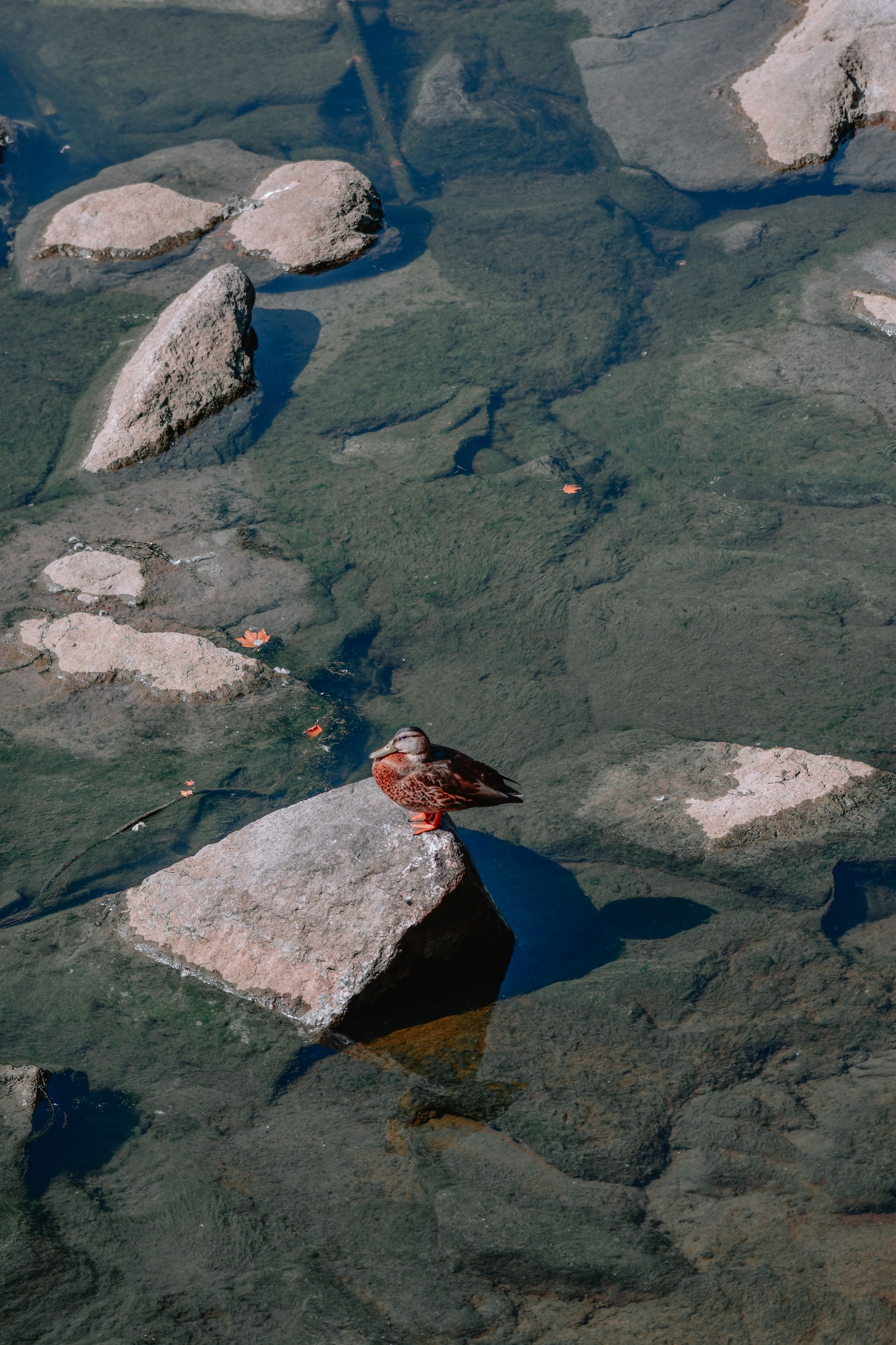 Pied Stilt Standing on a Rock by a River · Free Stock Photo