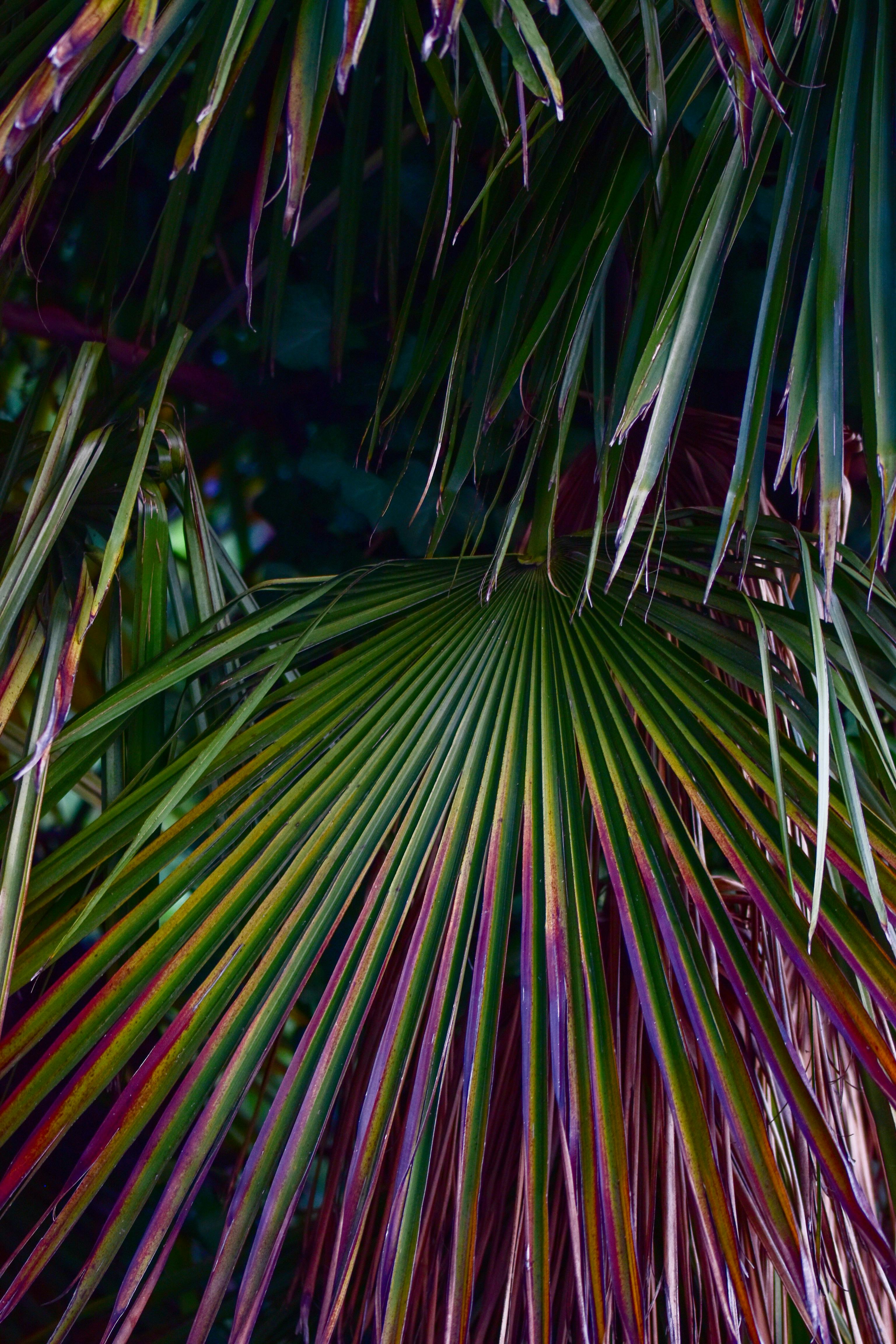 Long Strands of Palm Leaves · Free Stock Photo