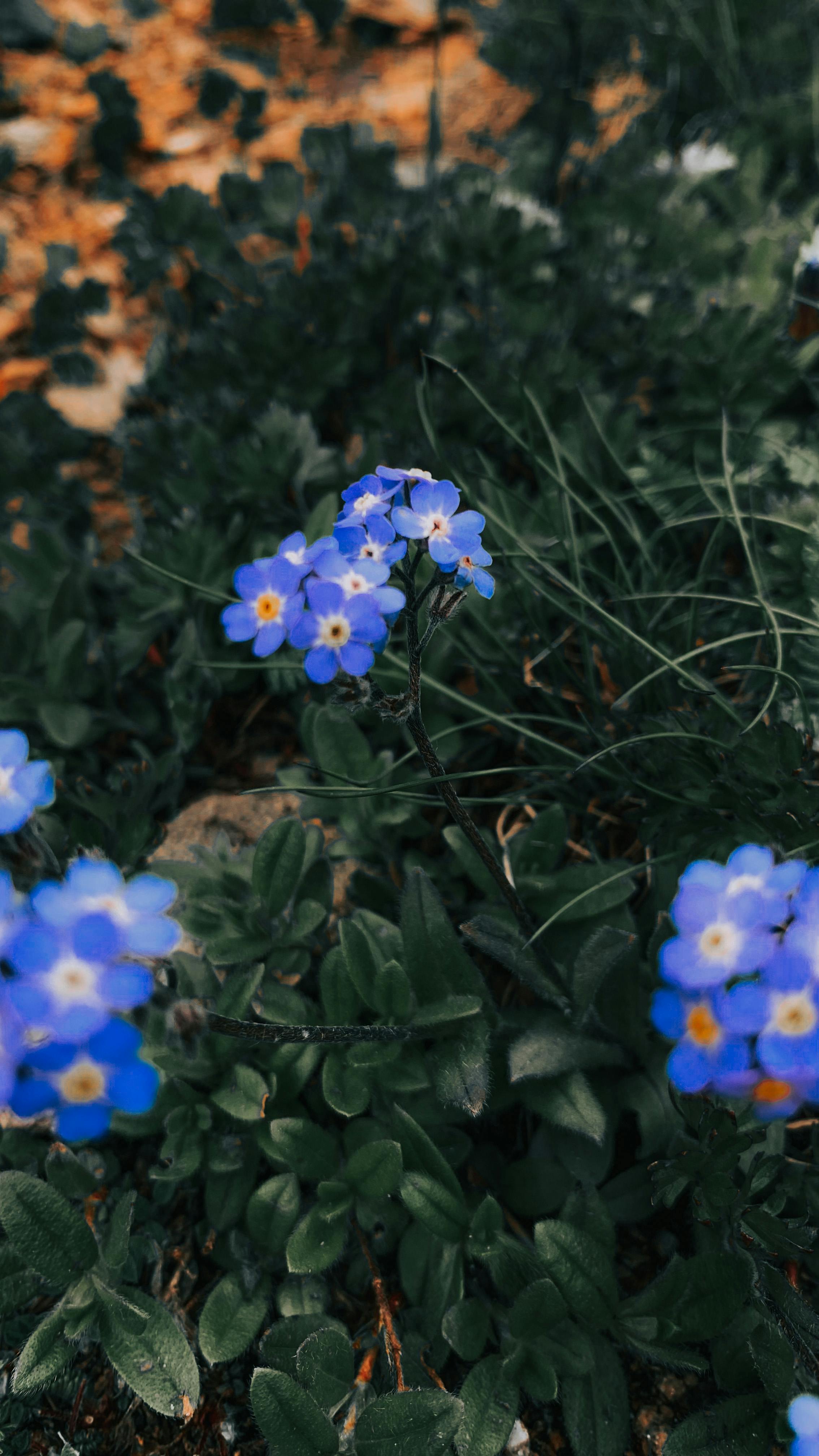Forget Me Nots Photos, Download The BEST Free Forget Me Nots Stock ...