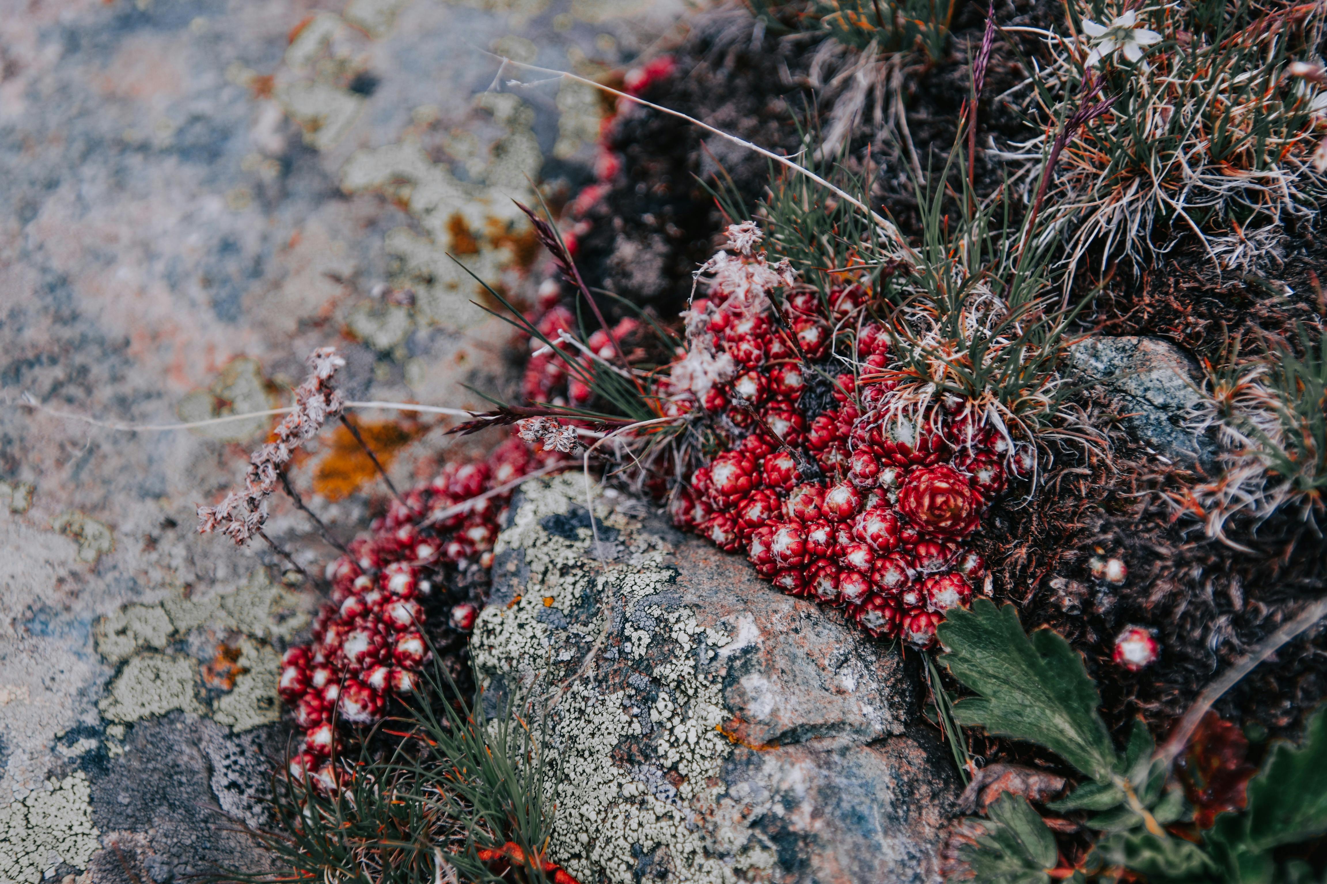 Red Flowers Growing between Rocks · Free Stock Photo