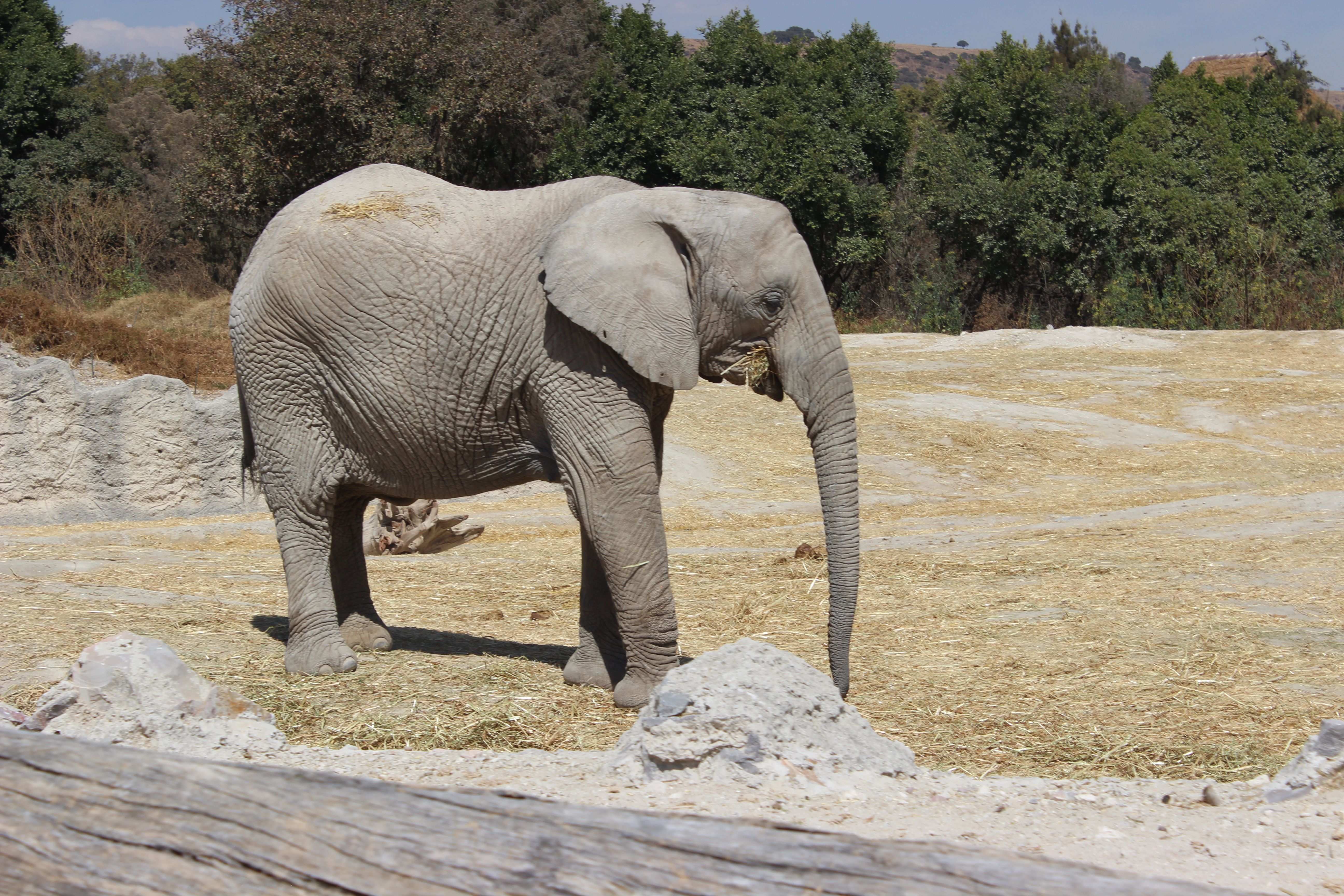 De Large Zoo Photos, Download The BEST Free De Large Zoo Stock Photos ...