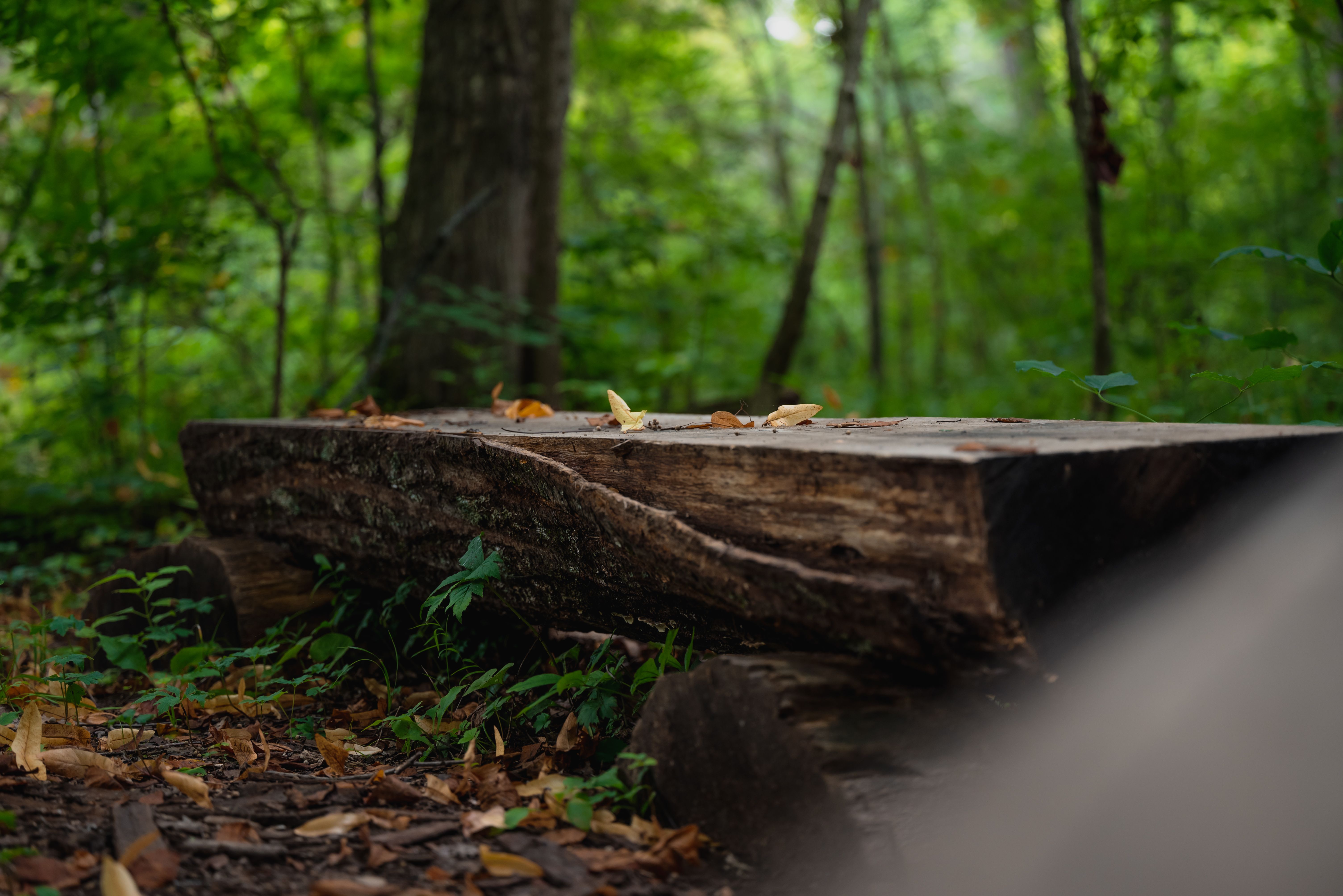 Brown Log on the Ground · Free Stock Photo