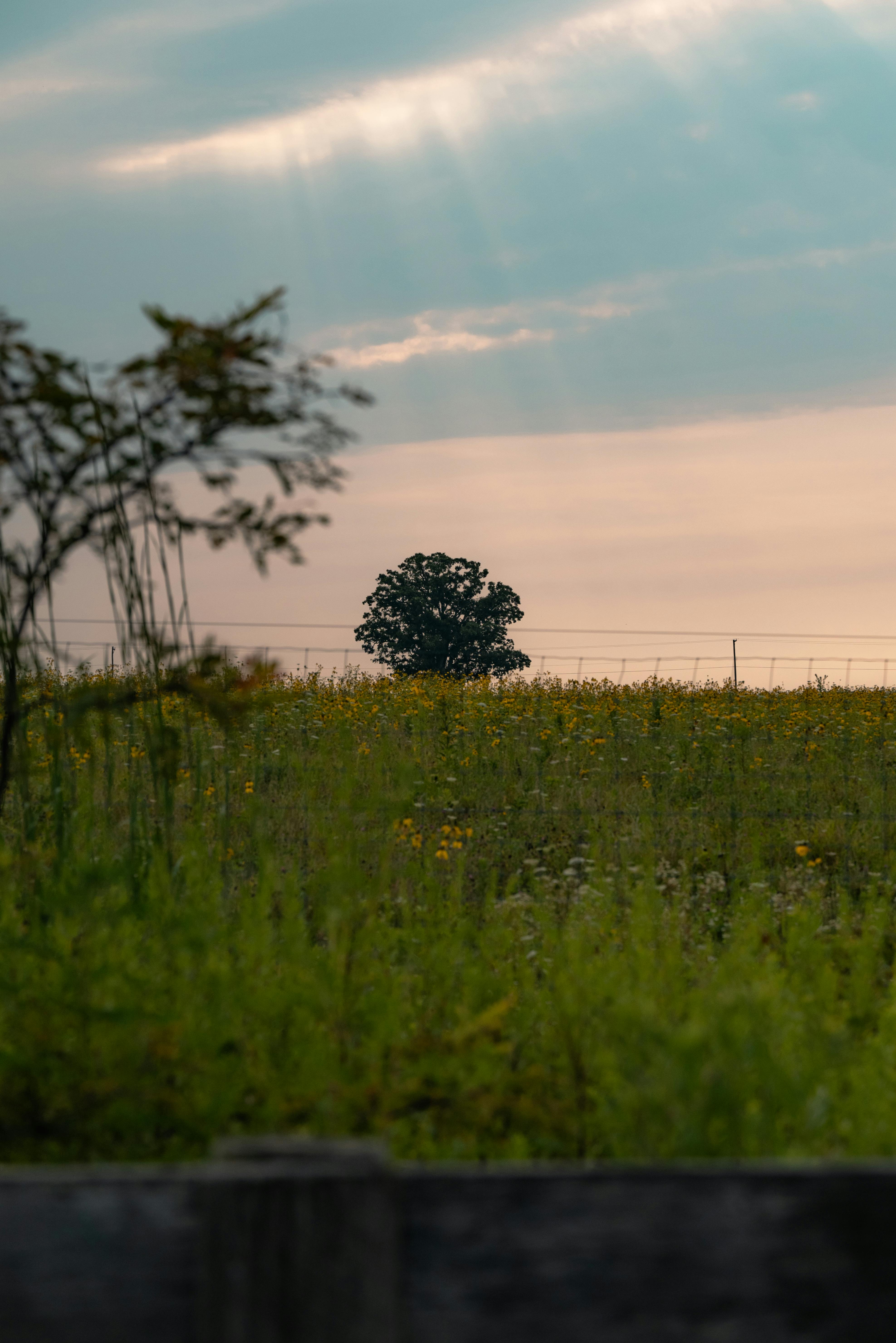 Trees Illuminated by the Setting Sun · Free Stock Photo