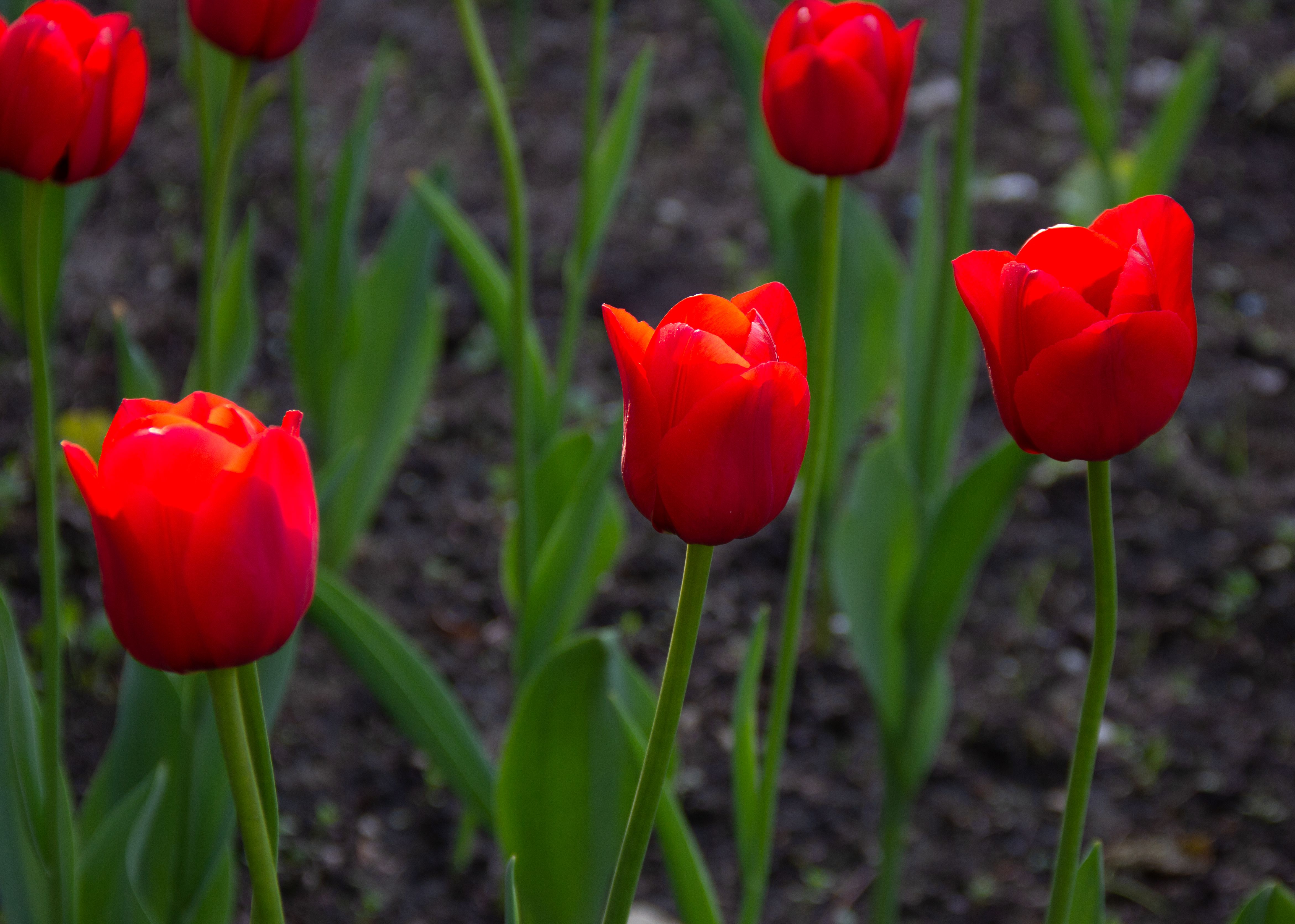 Red Flower in Close Up Shot · Free Stock Photo