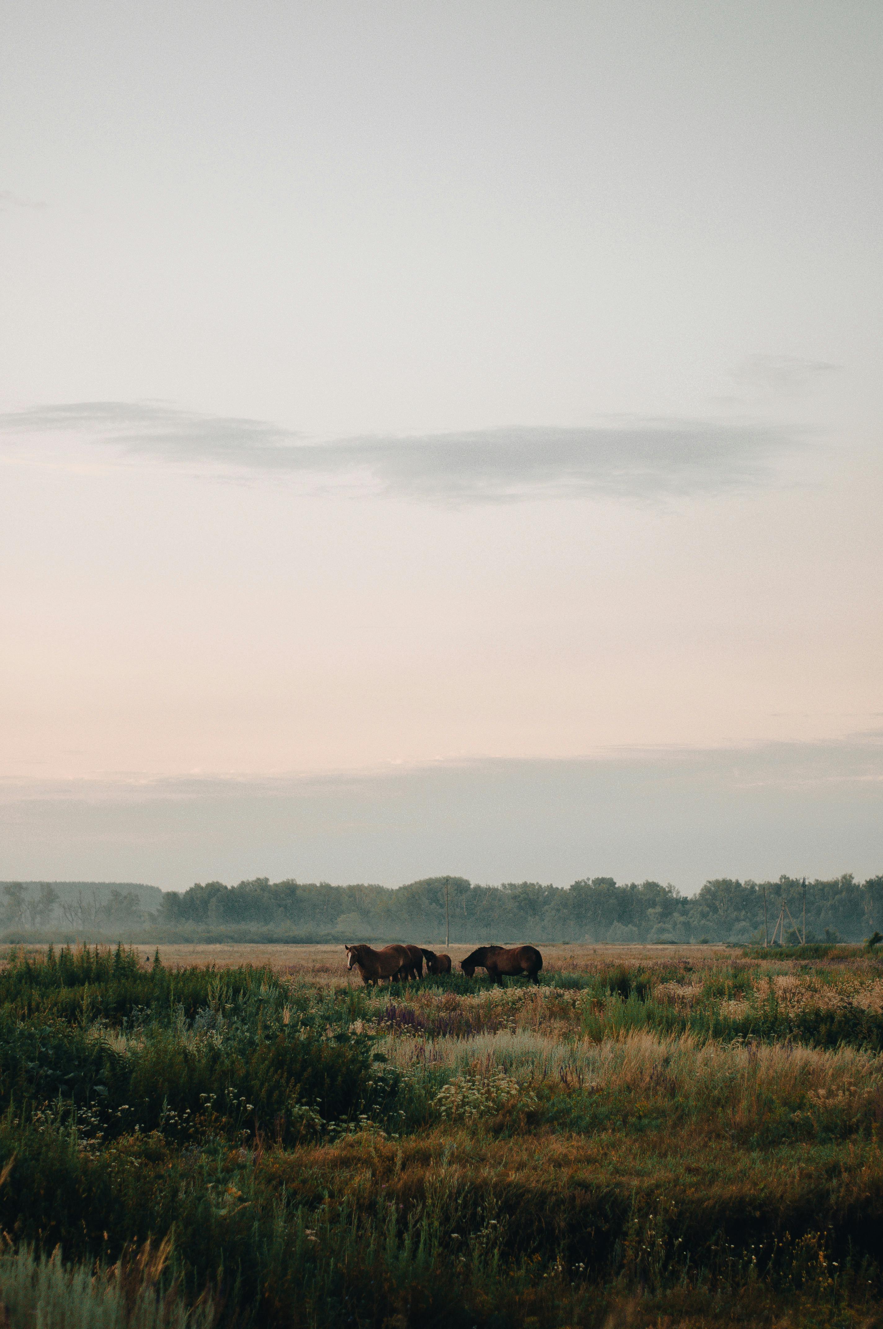 Horizon Gazing Photos, Download The BEST Free Horizon Gazing Stock ...