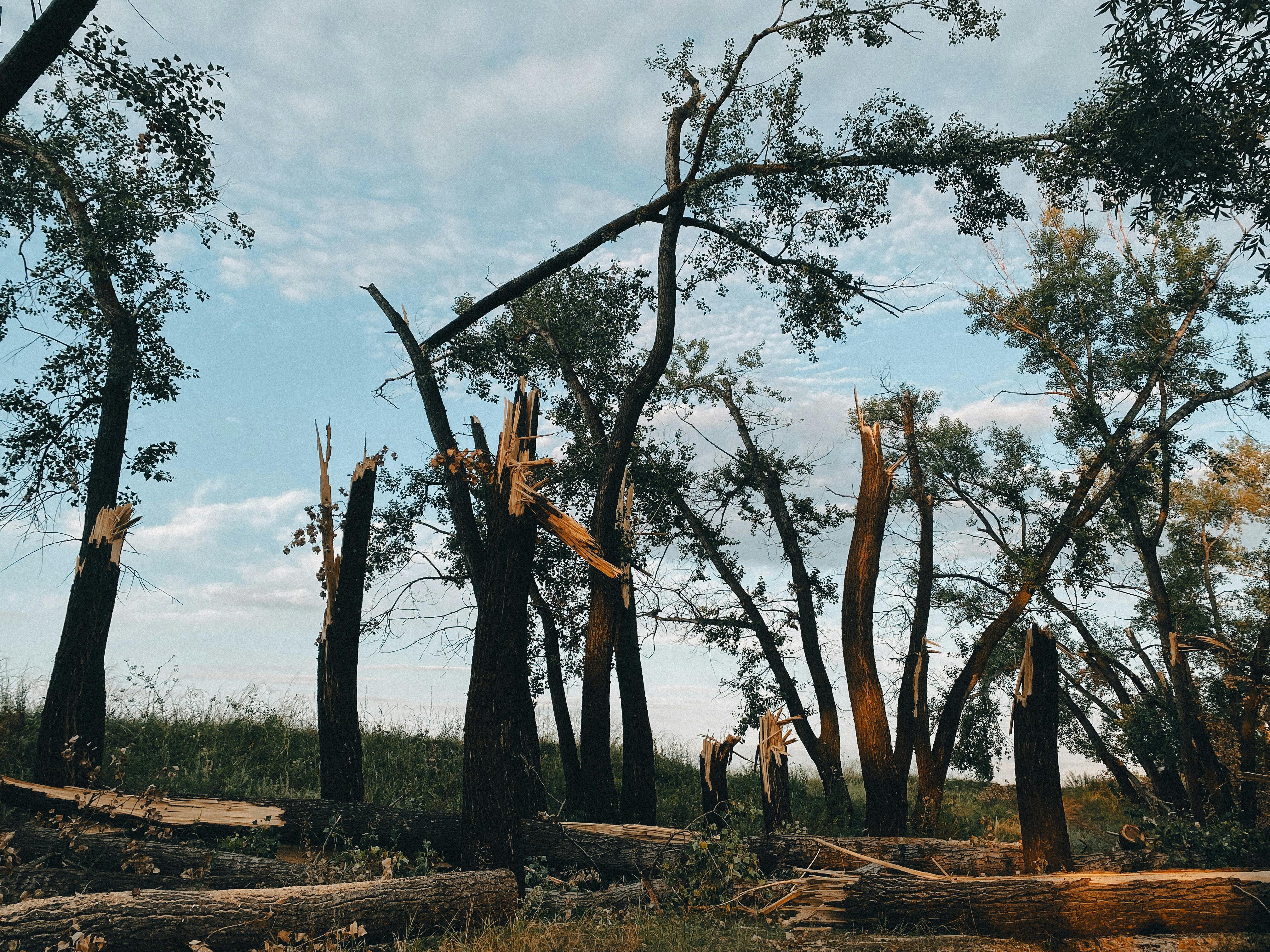 View of Cut Down Trees · Free Stock Photo