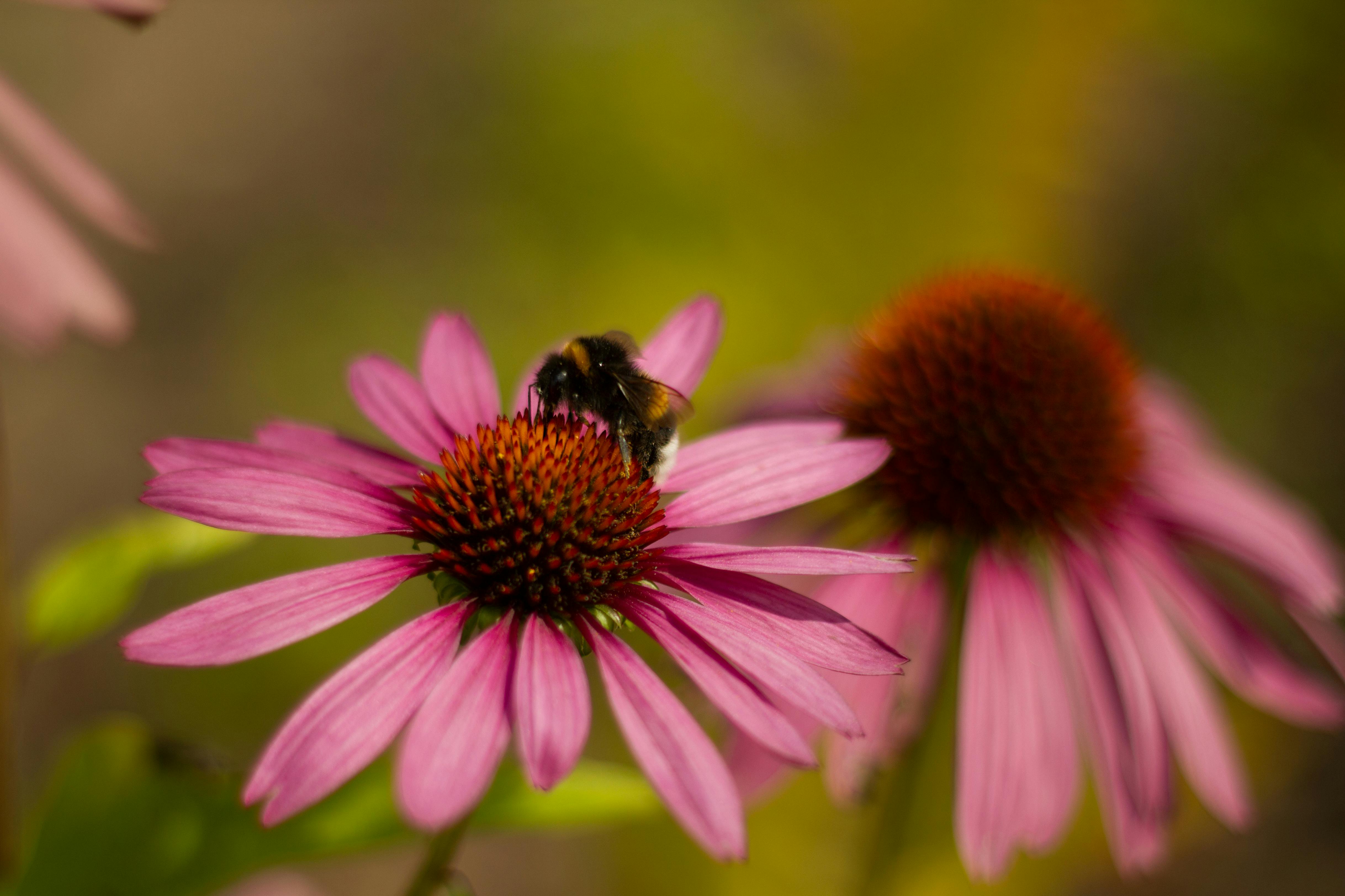 insects on flowers 4 Photos & Videos Collected by K. Bro