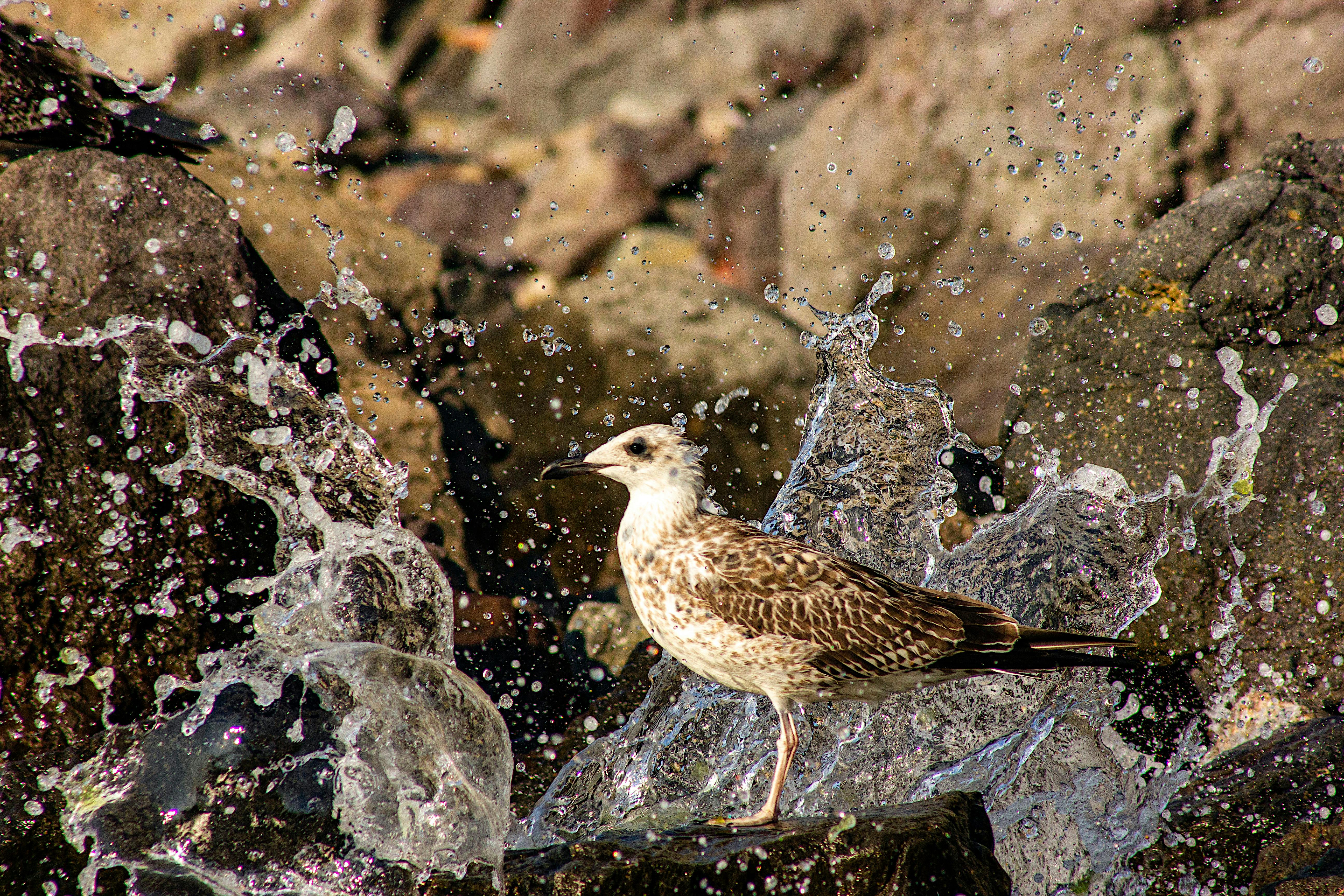 A Gull Near Water Splash · Free Stock Photo