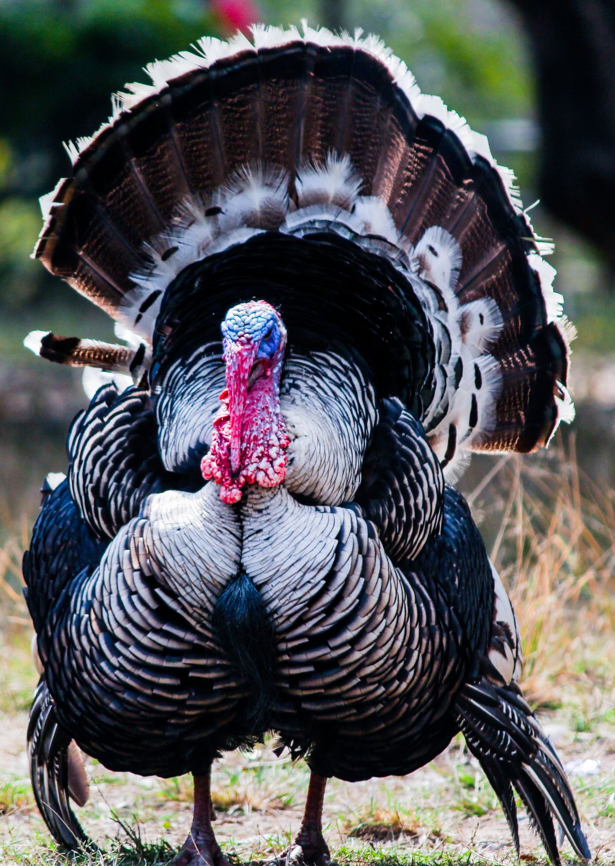 Turkey Photos, Download The BEST Free Turkey Stock Photos & HD Images