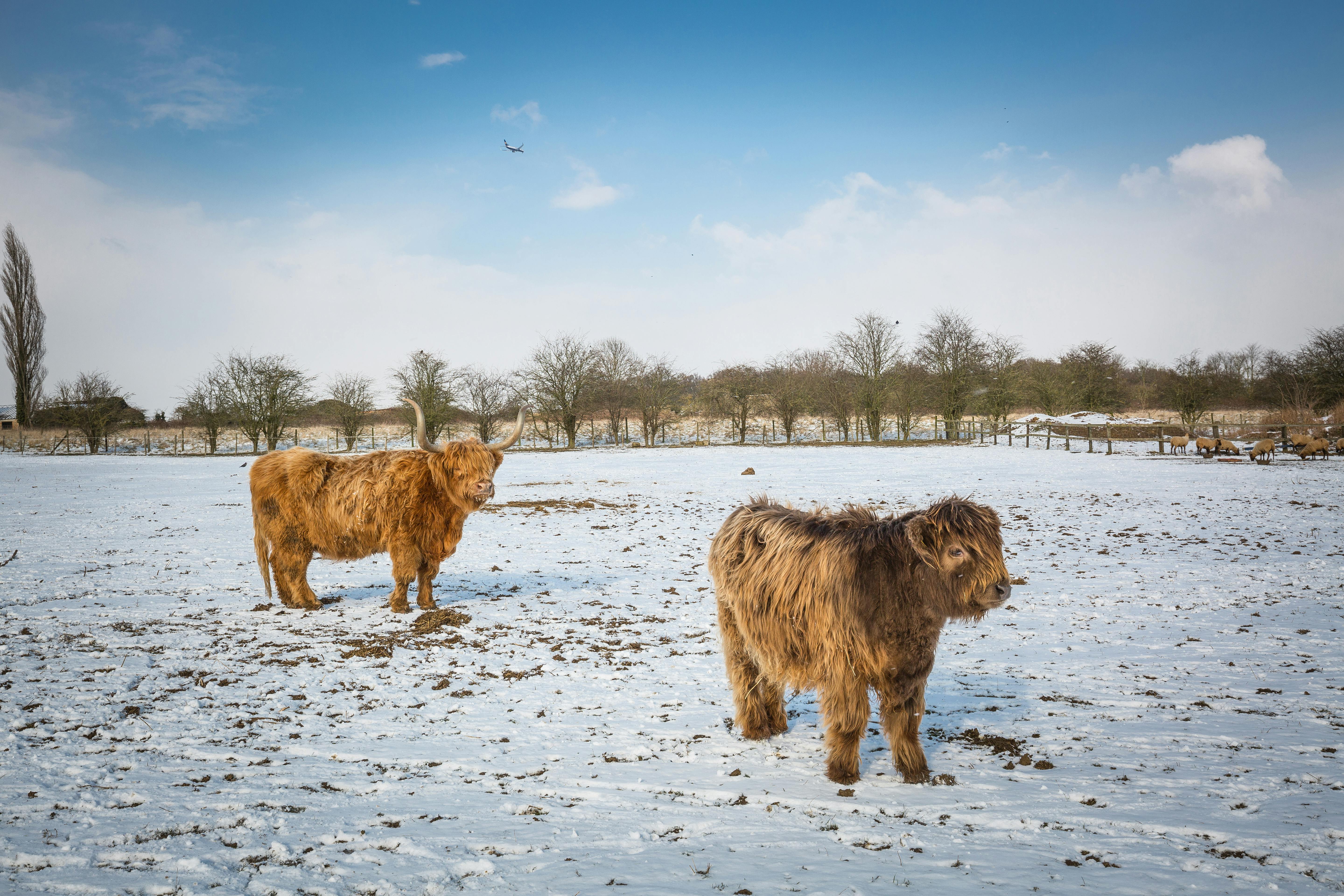 Brown Yak on Green and Brown Grass Field · Free Stock Photo