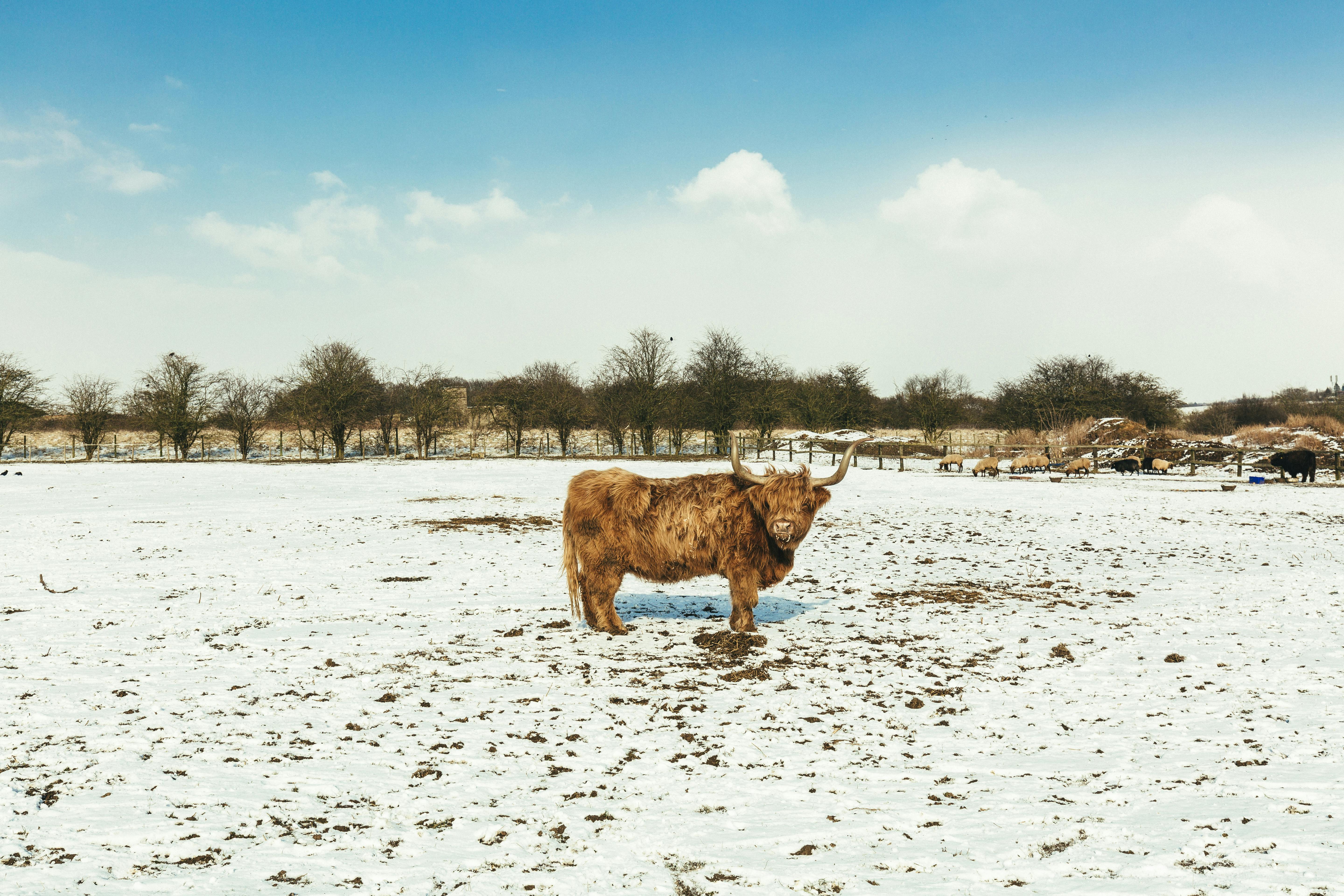 Brown Cattle on White Snow · Free Stock Photo