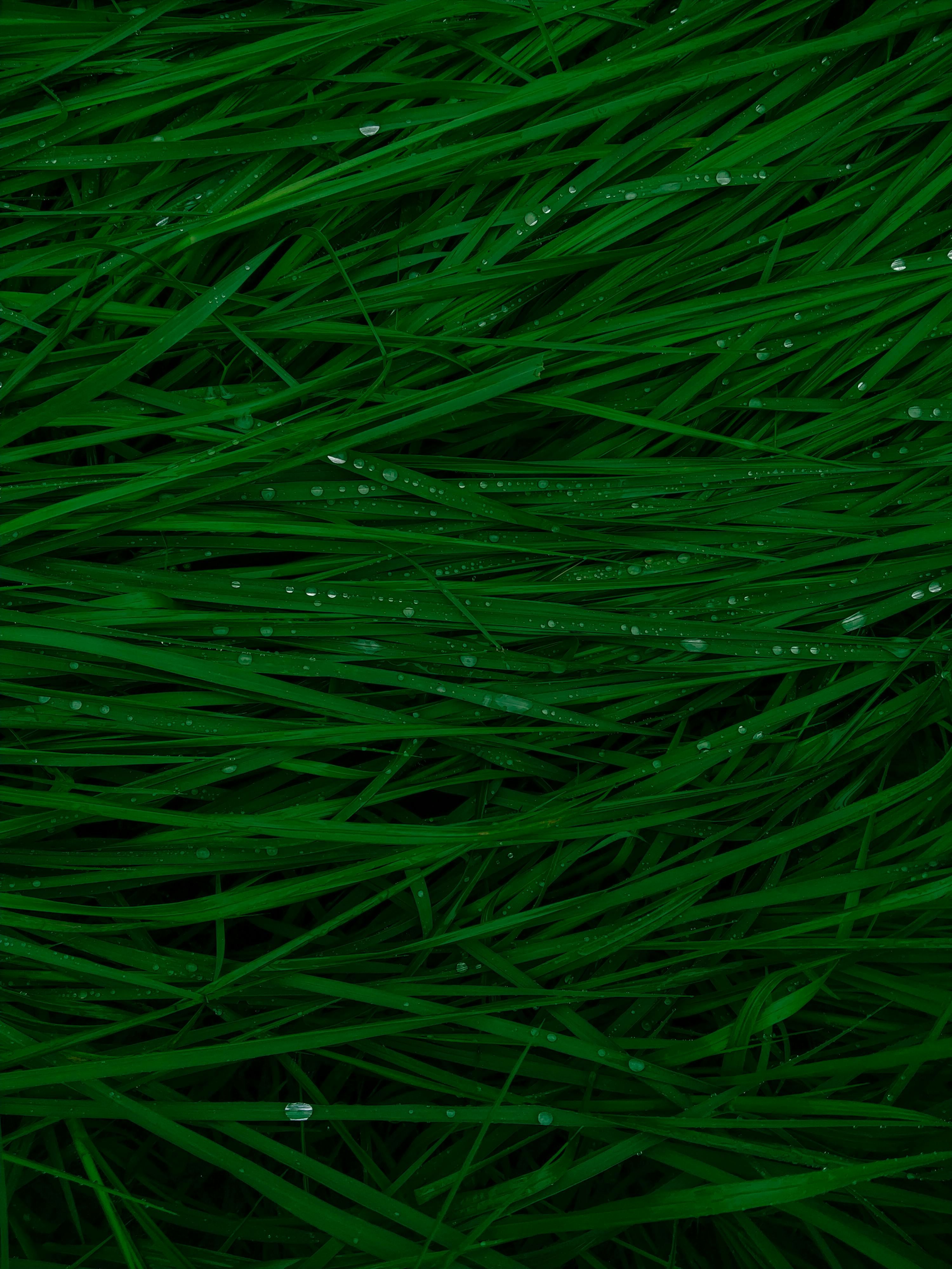 Surfboard with Fin Near Grass · Free Stock Photo