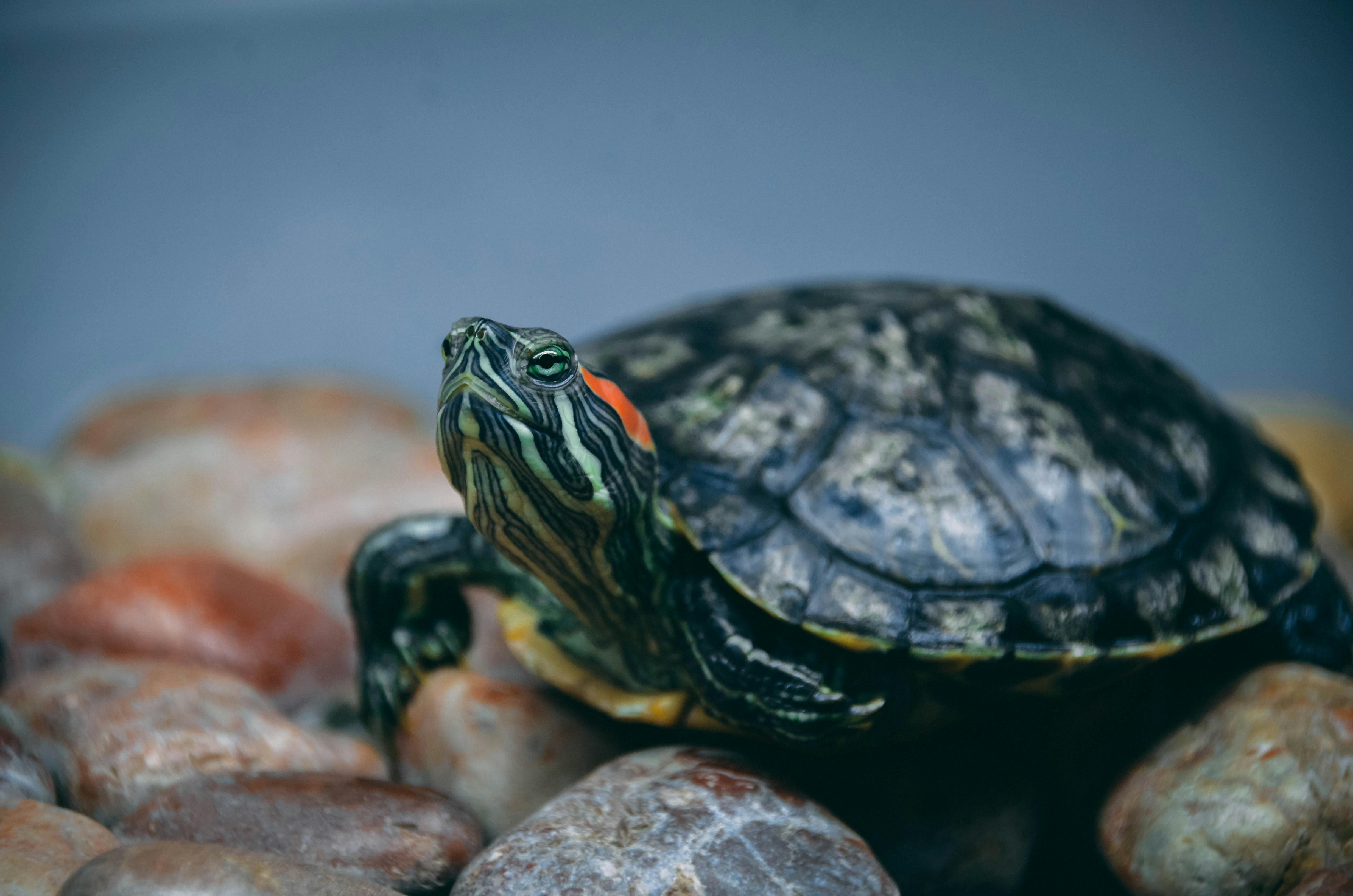 Black and Yellow Turtle on Brown Rock · Free Stock Photo