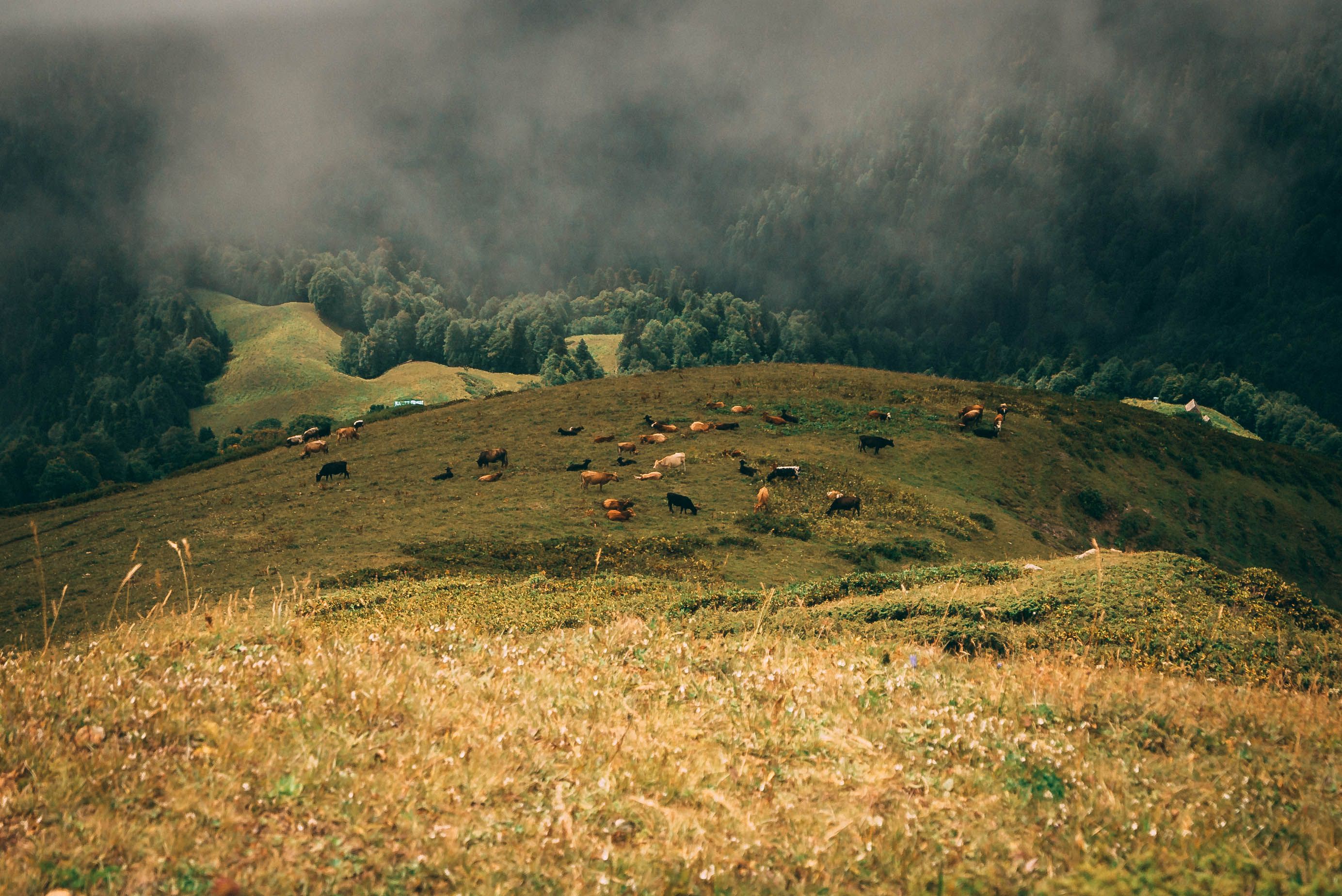 Farm Animals on a Green Grass Field · Free Stock Photo
