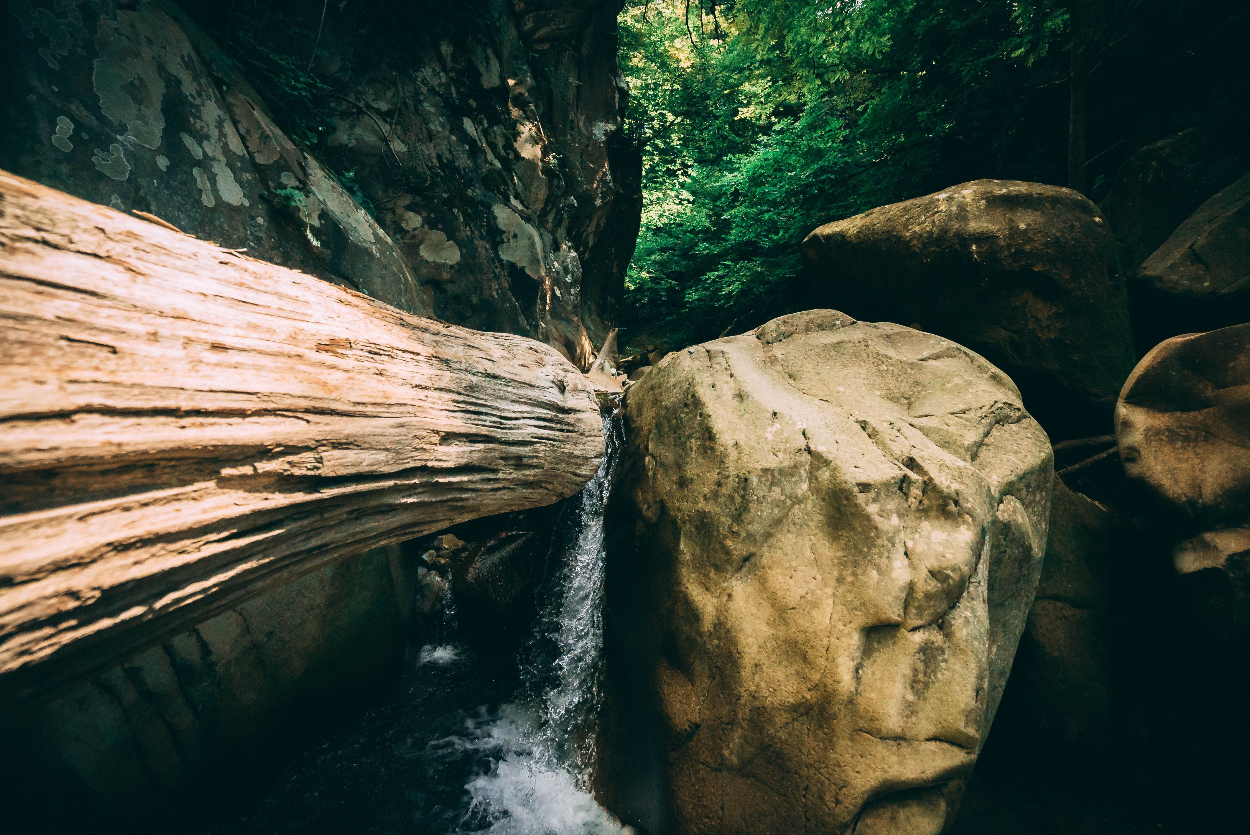 Brown Wood Log on Water · Free Stock Photo