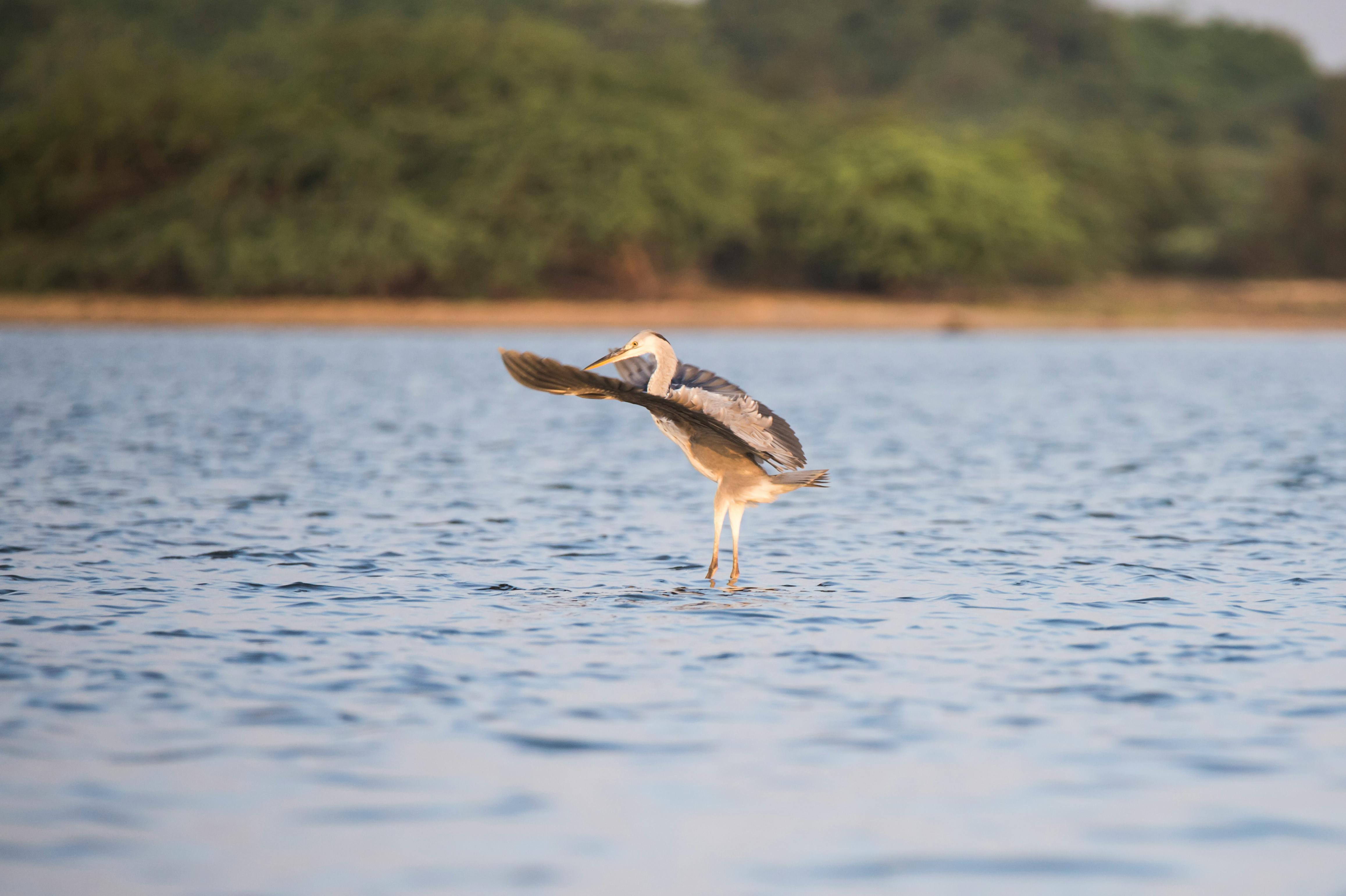 Flying Wading Bird Photos, Download The BEST Free Flying Wading Bird ...