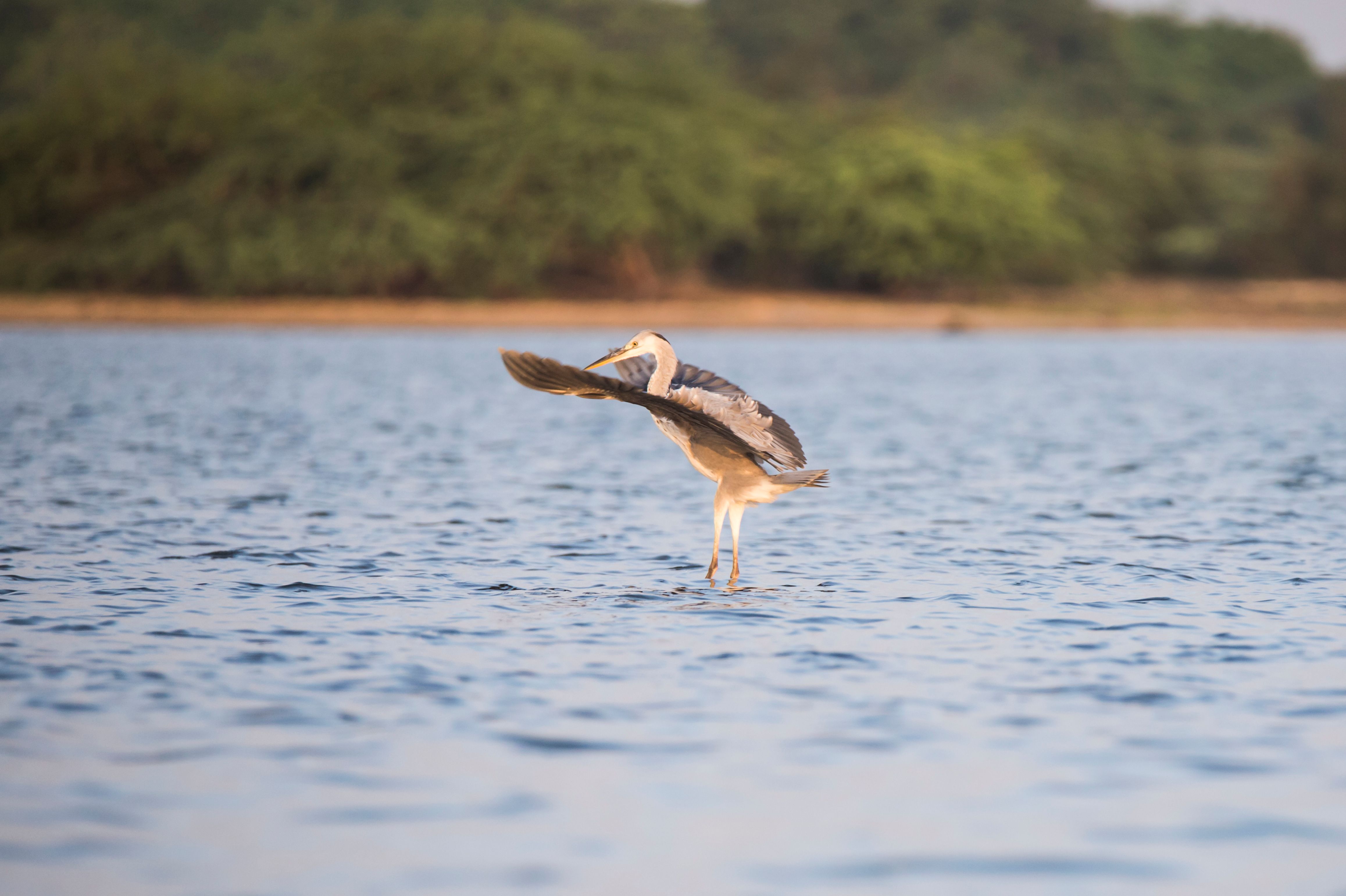 Flying Wading Bird Photos, Download The BEST Free Flying Wading Bird ...