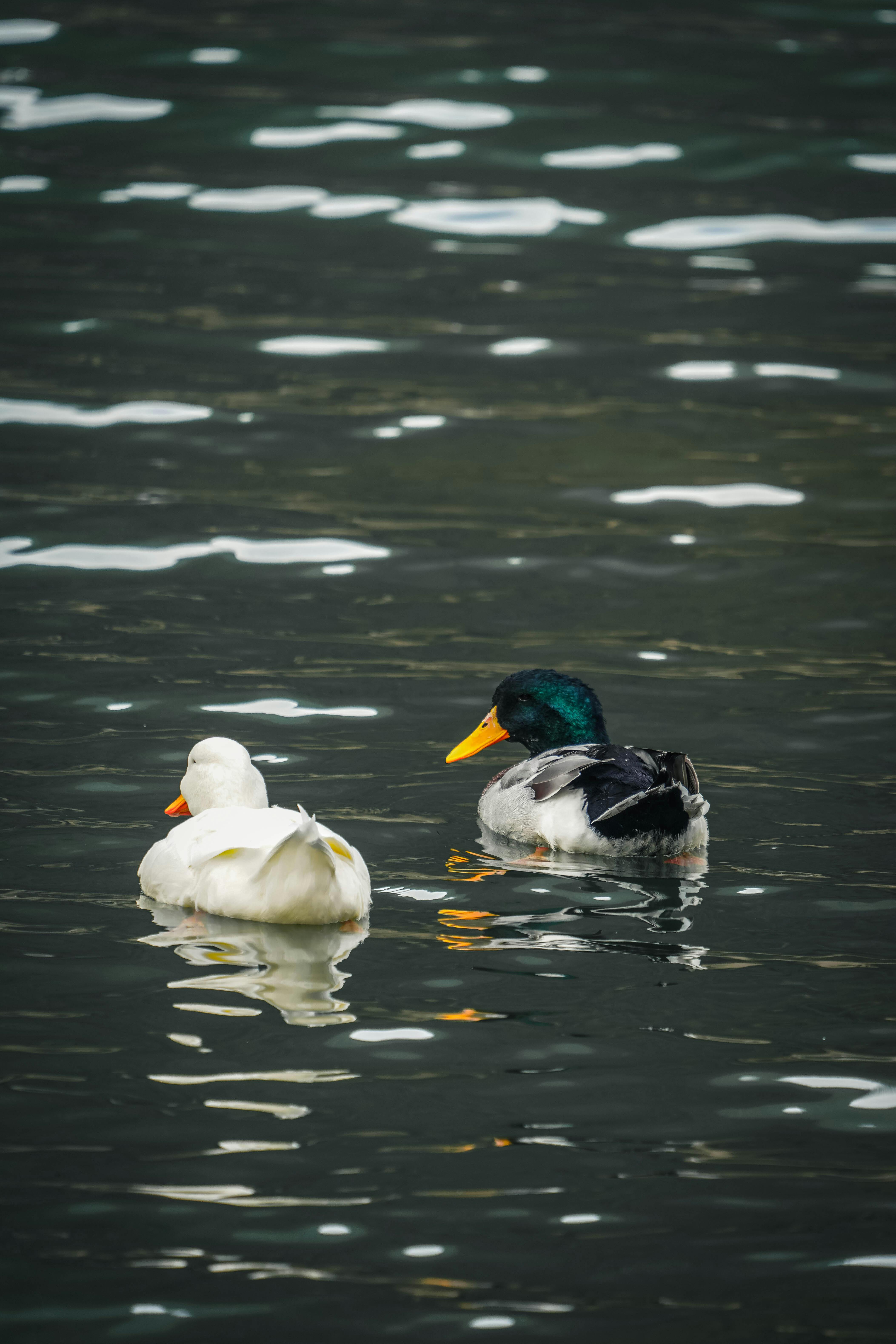 Mallard Duck Floating on Water · Free Stock Photo