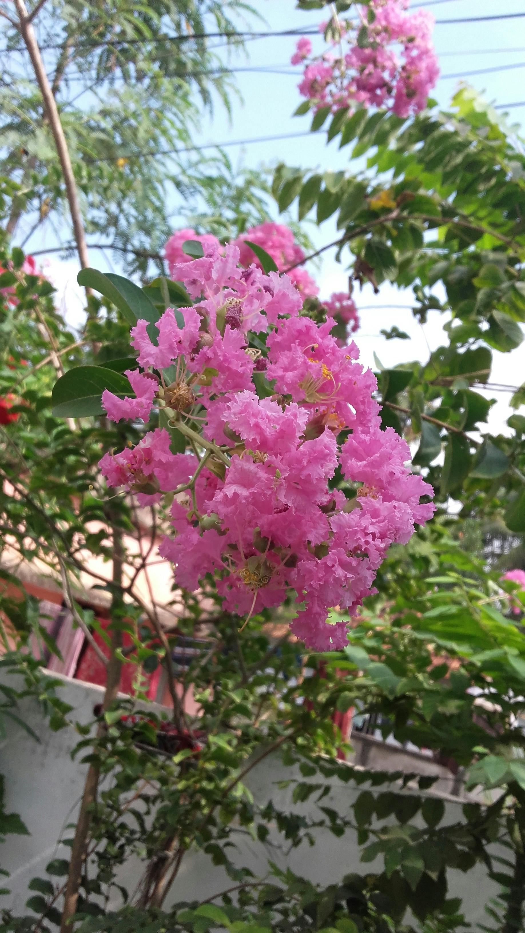 Coral Graphics - 사진