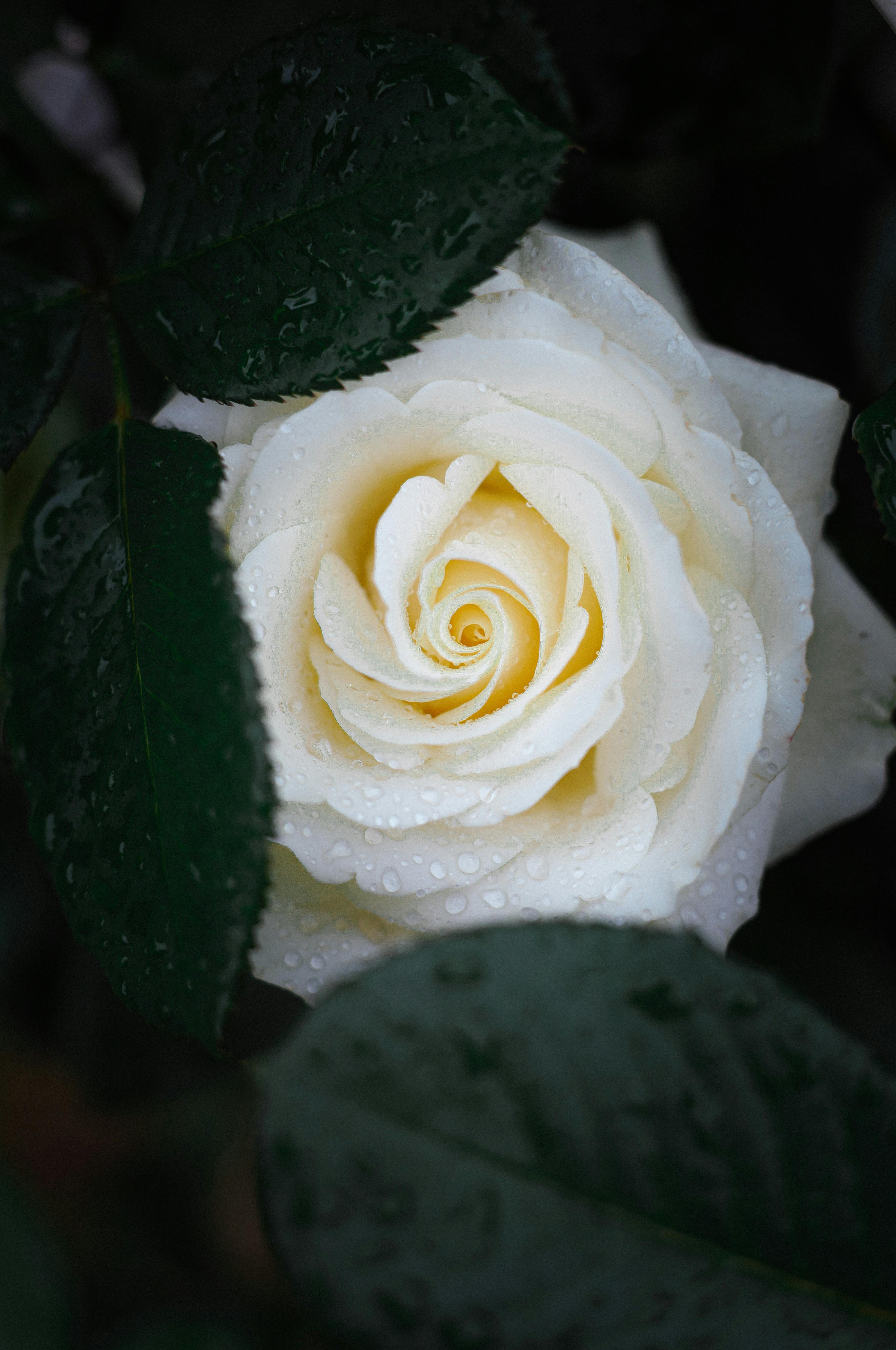 Close up Photo of a White Rose · Free Stock Photo