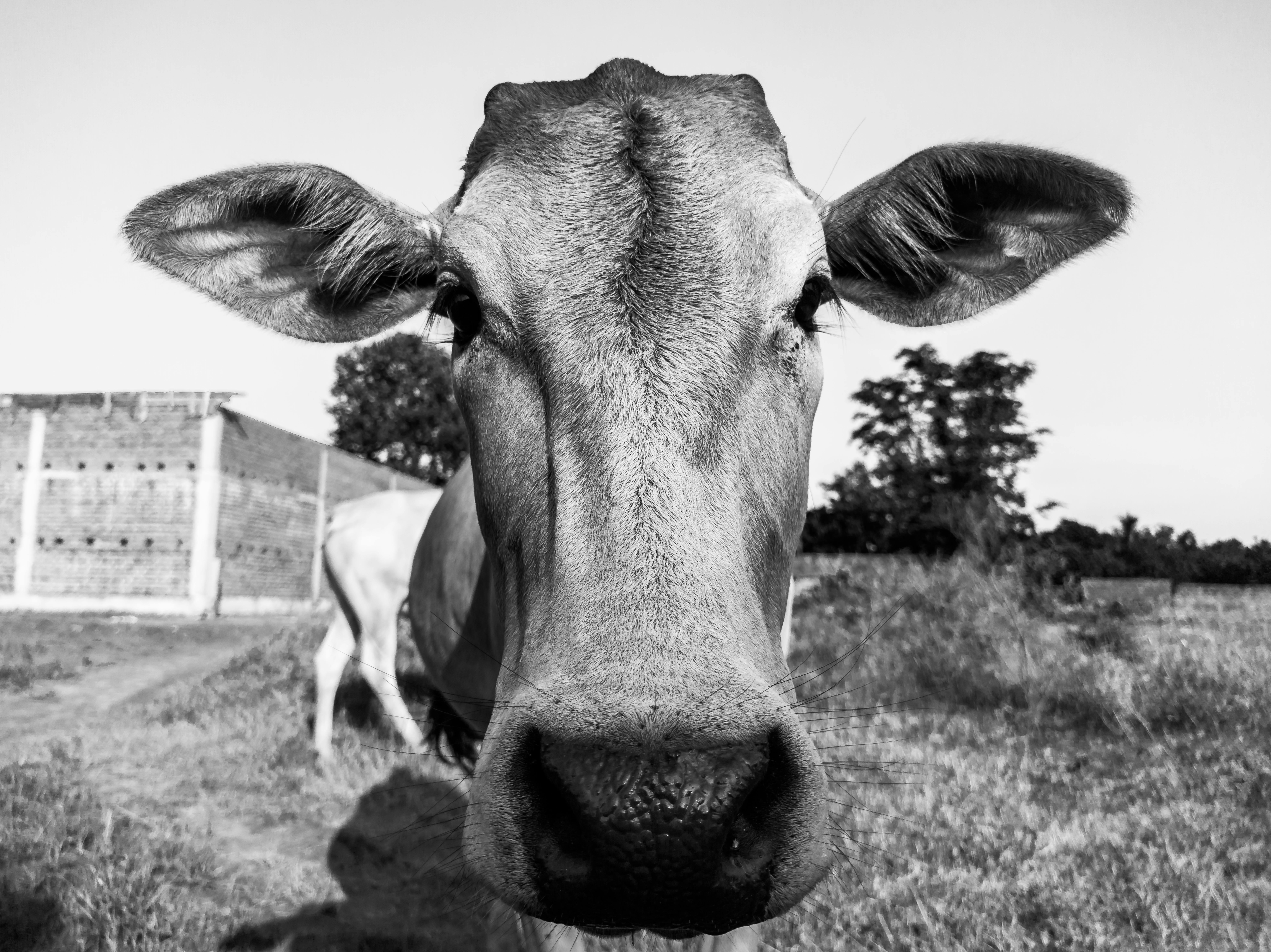 Grayscale Photo of a Cow · Free Stock Photo