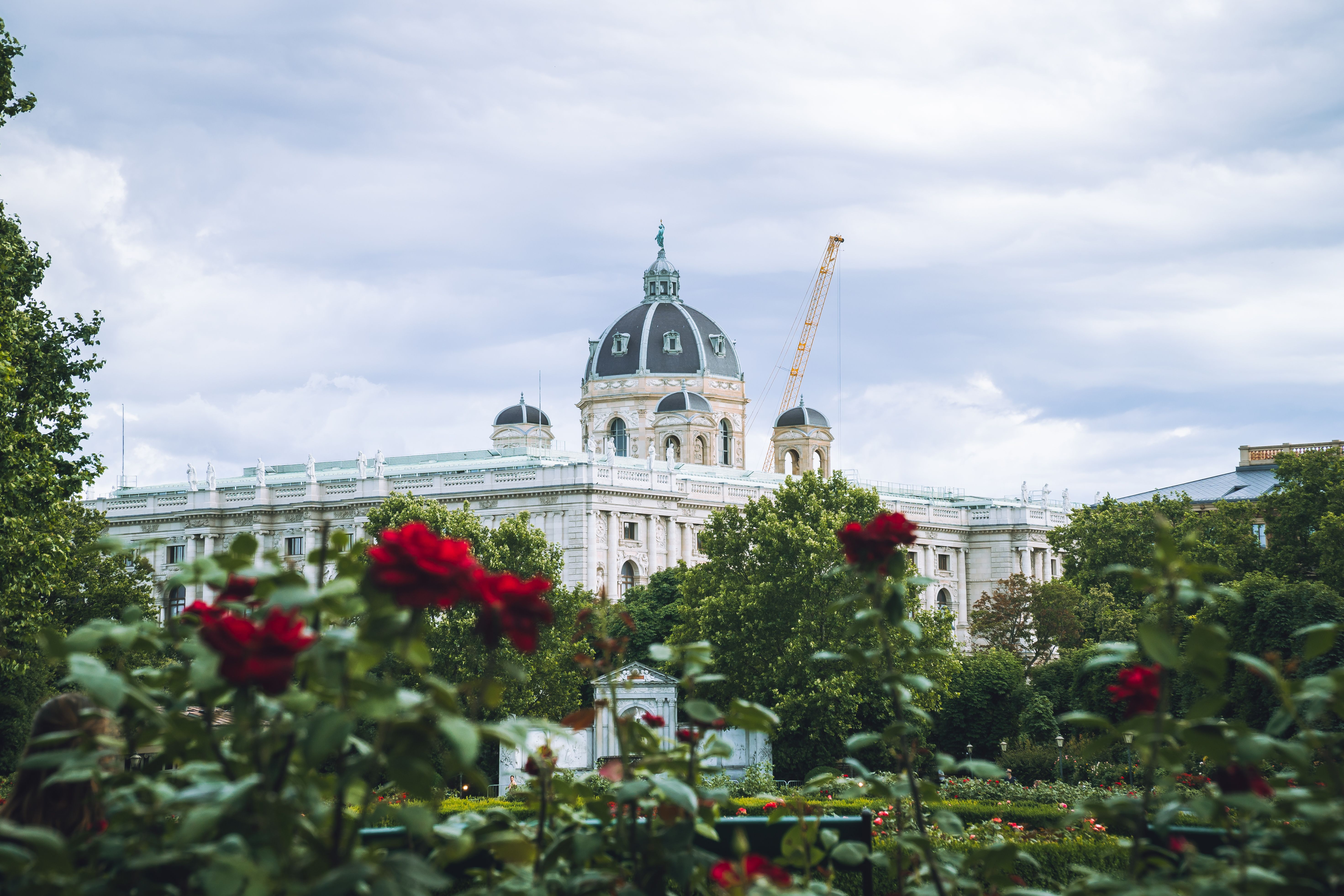 Rose Bush Photos, Download The BEST Free Rose Bush Stock Photos & HD Images