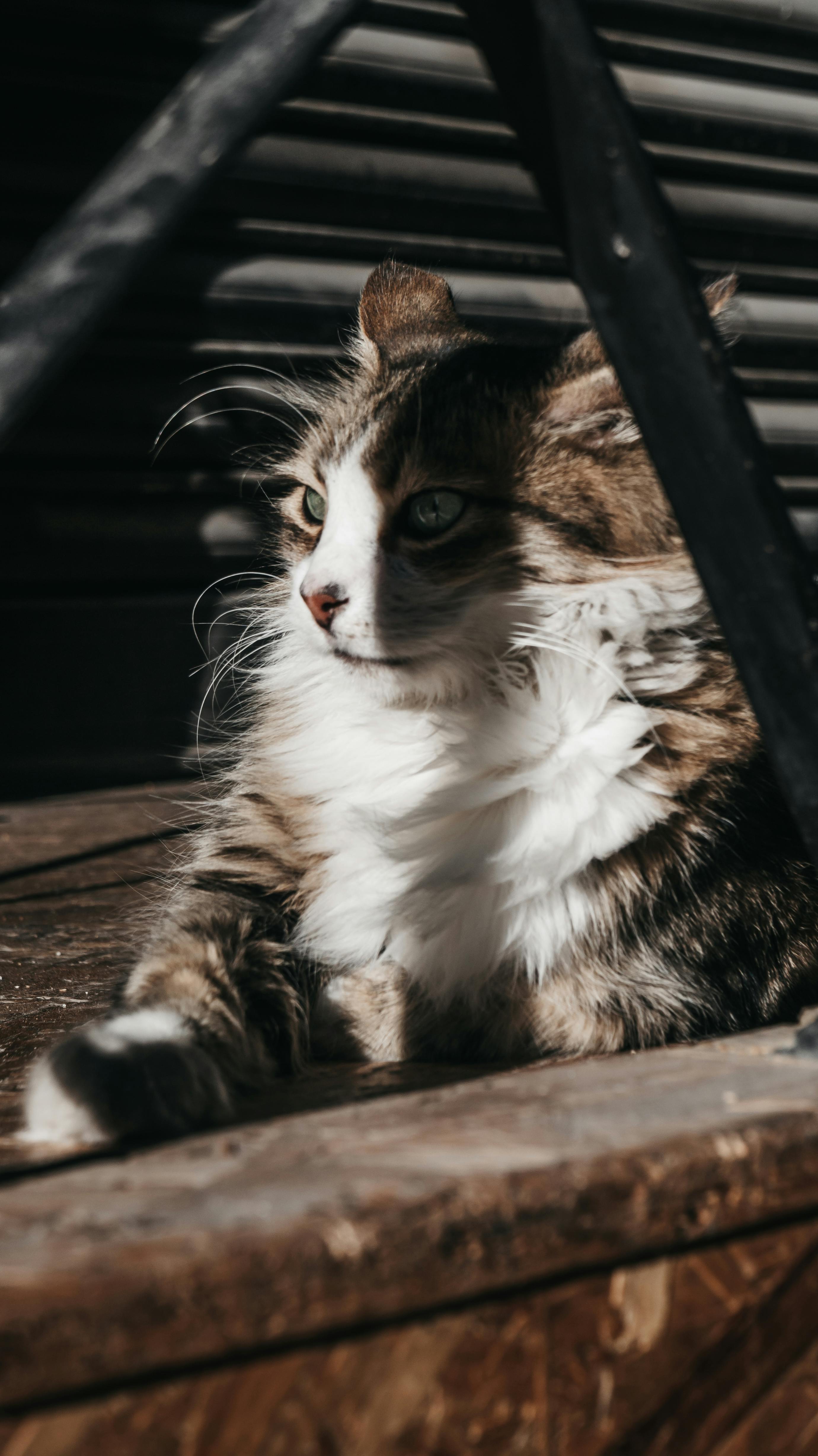 Cat Break Photos, Download Free Cat Break Stock Photos & HD Images