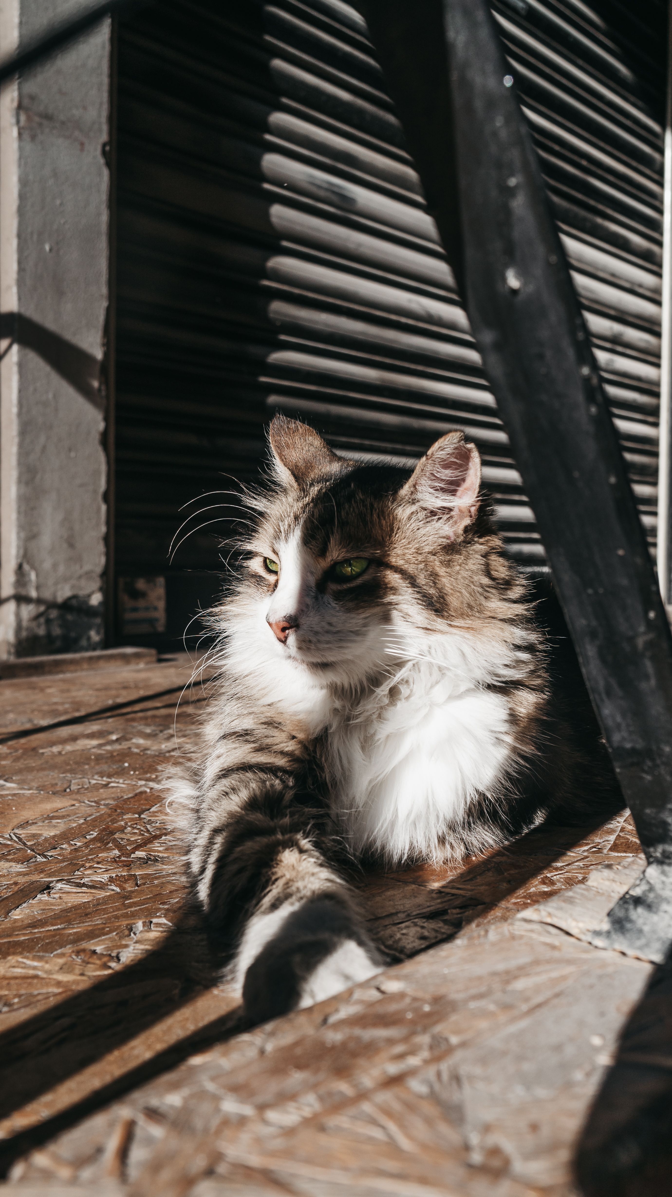 Cat Moustache Photos, Download The BEST Free Cat Moustache Stock Photos ...