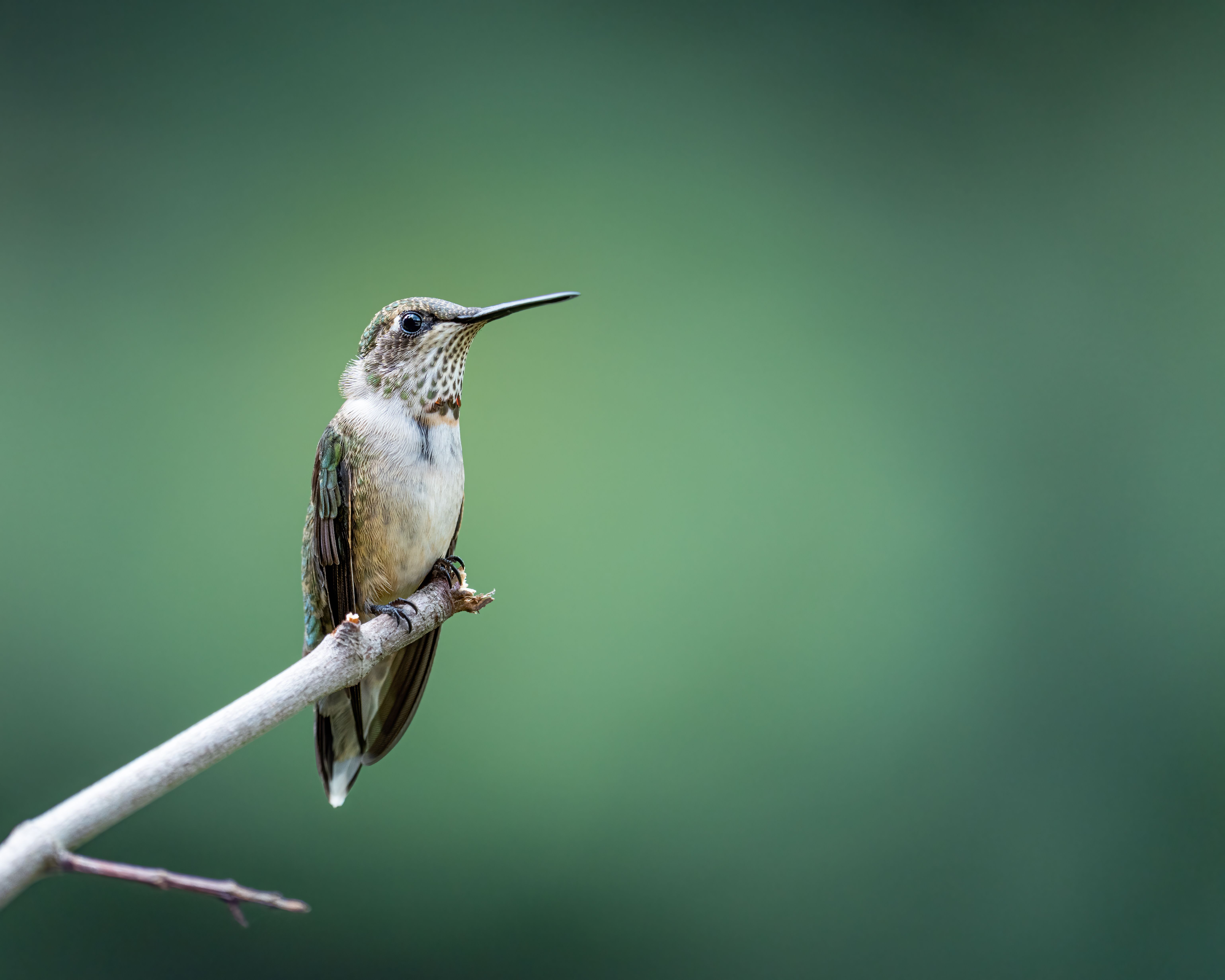 A Hummingbird Perched on a Tree Branch · Free Stock Photo