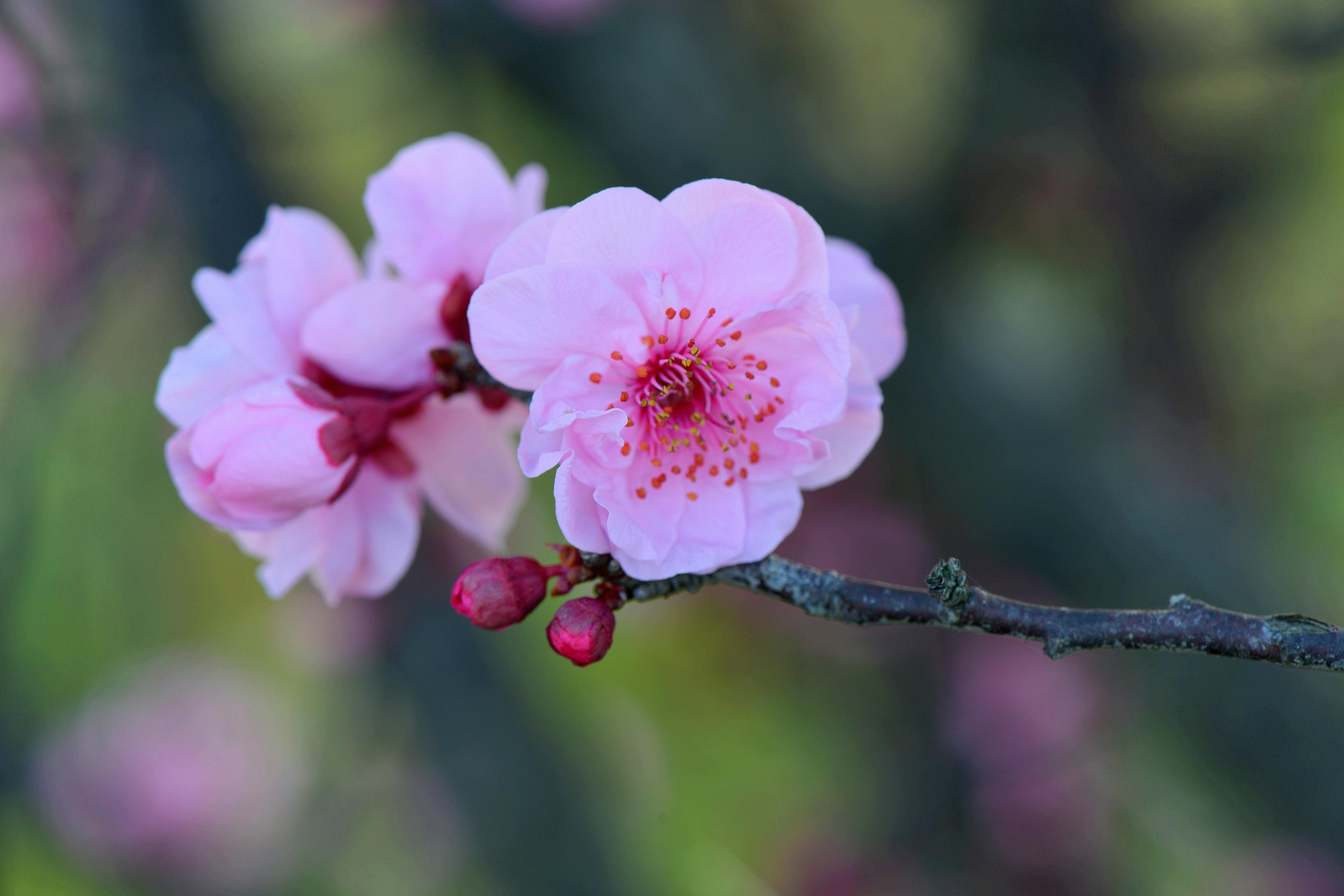 Nonik Yench - Fotografía