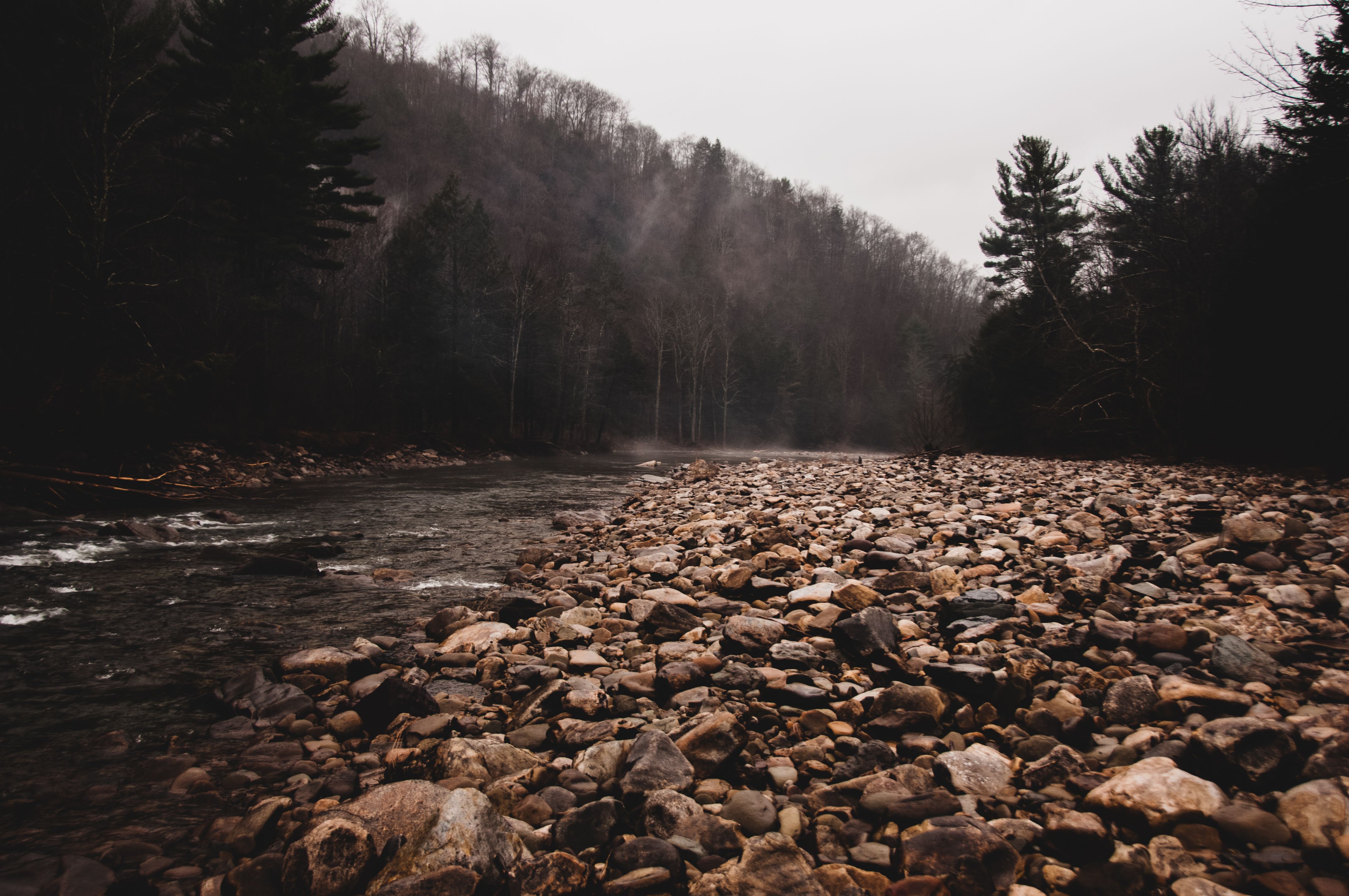 Low-Angle Shot of Trees in the Forest · Free Stock Photo