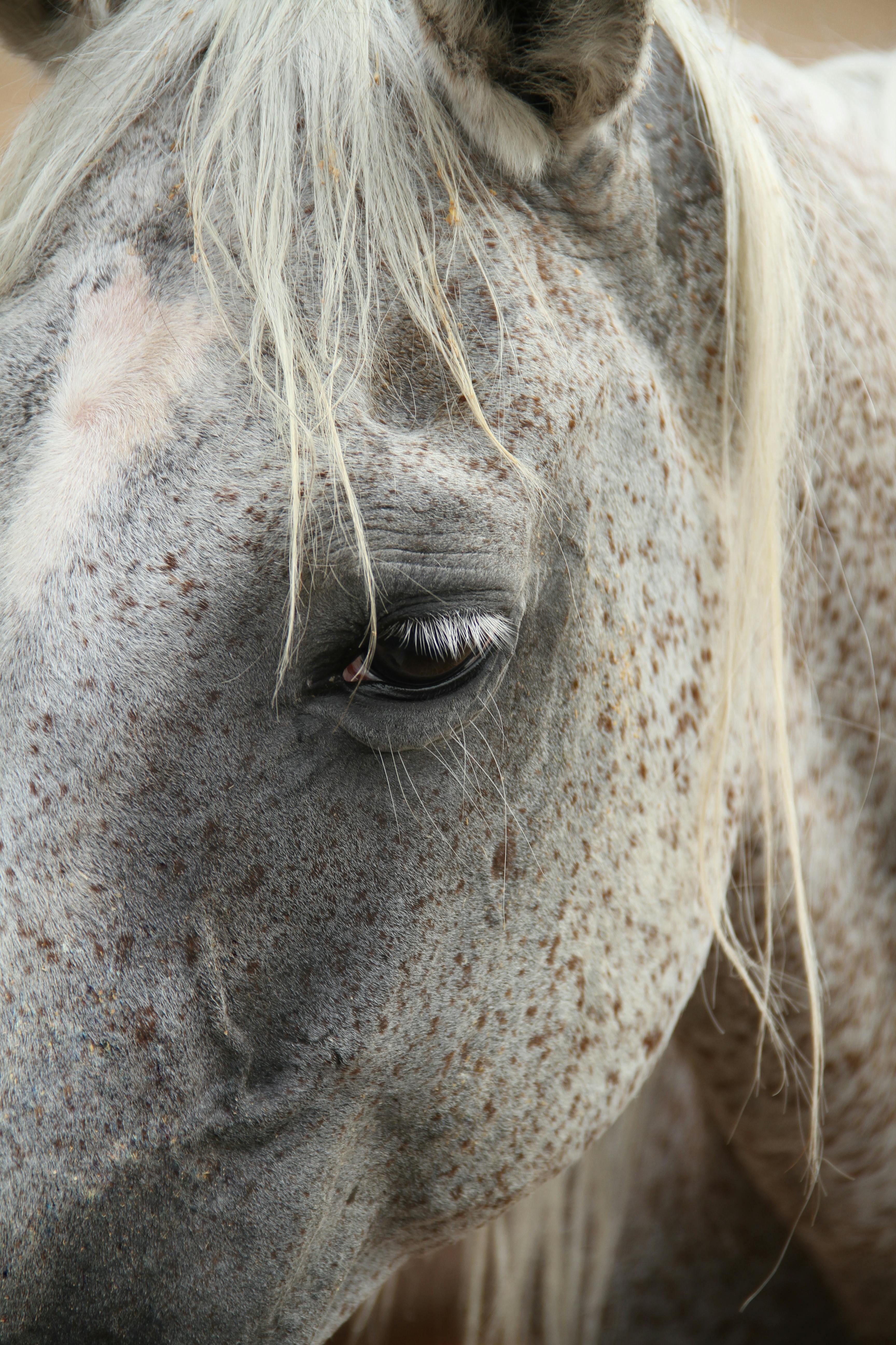 Close Up Photo of a Horse's Head · Free Stock Photo