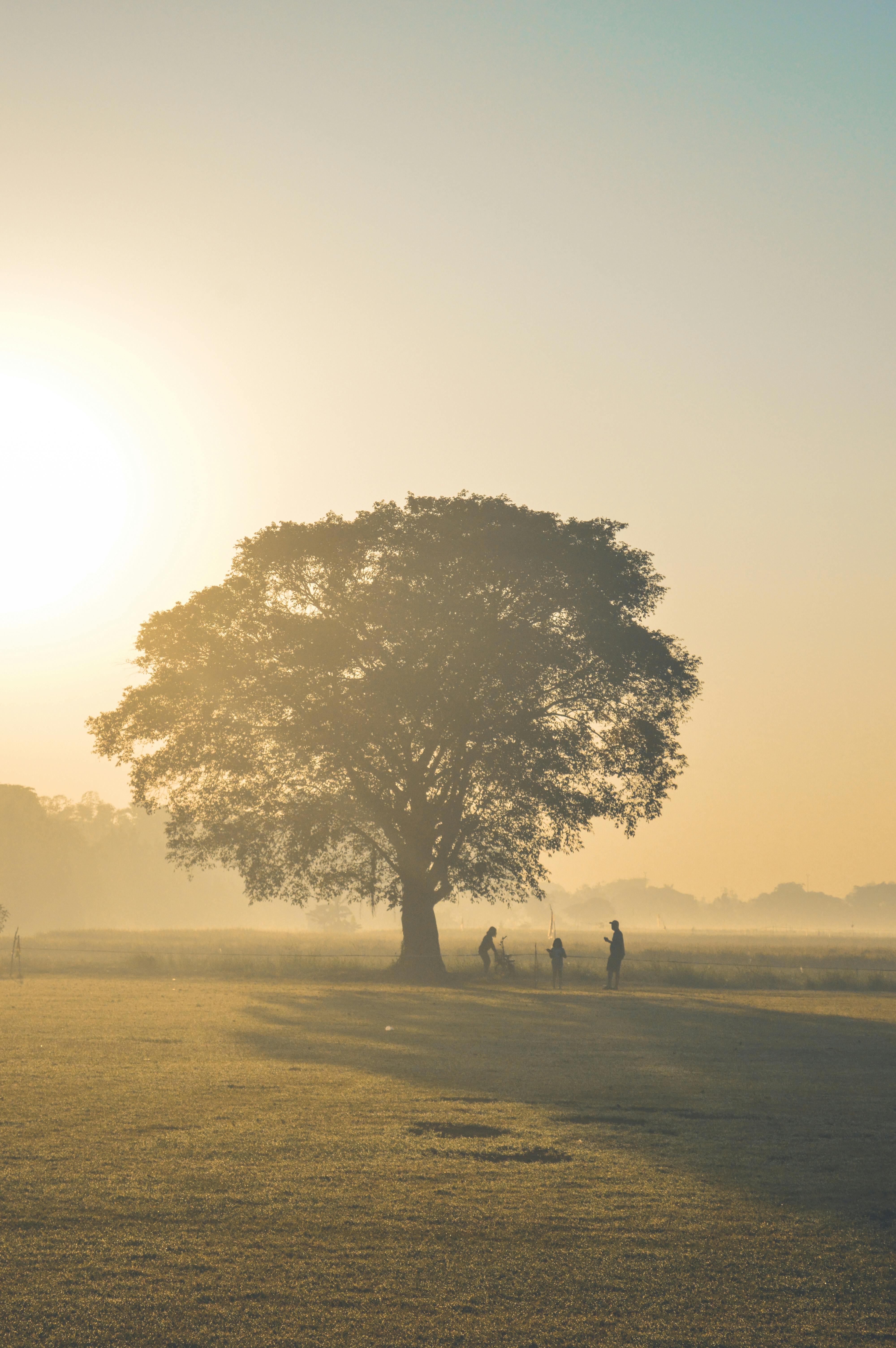People Standing Under a Tree · Free Stock Photo