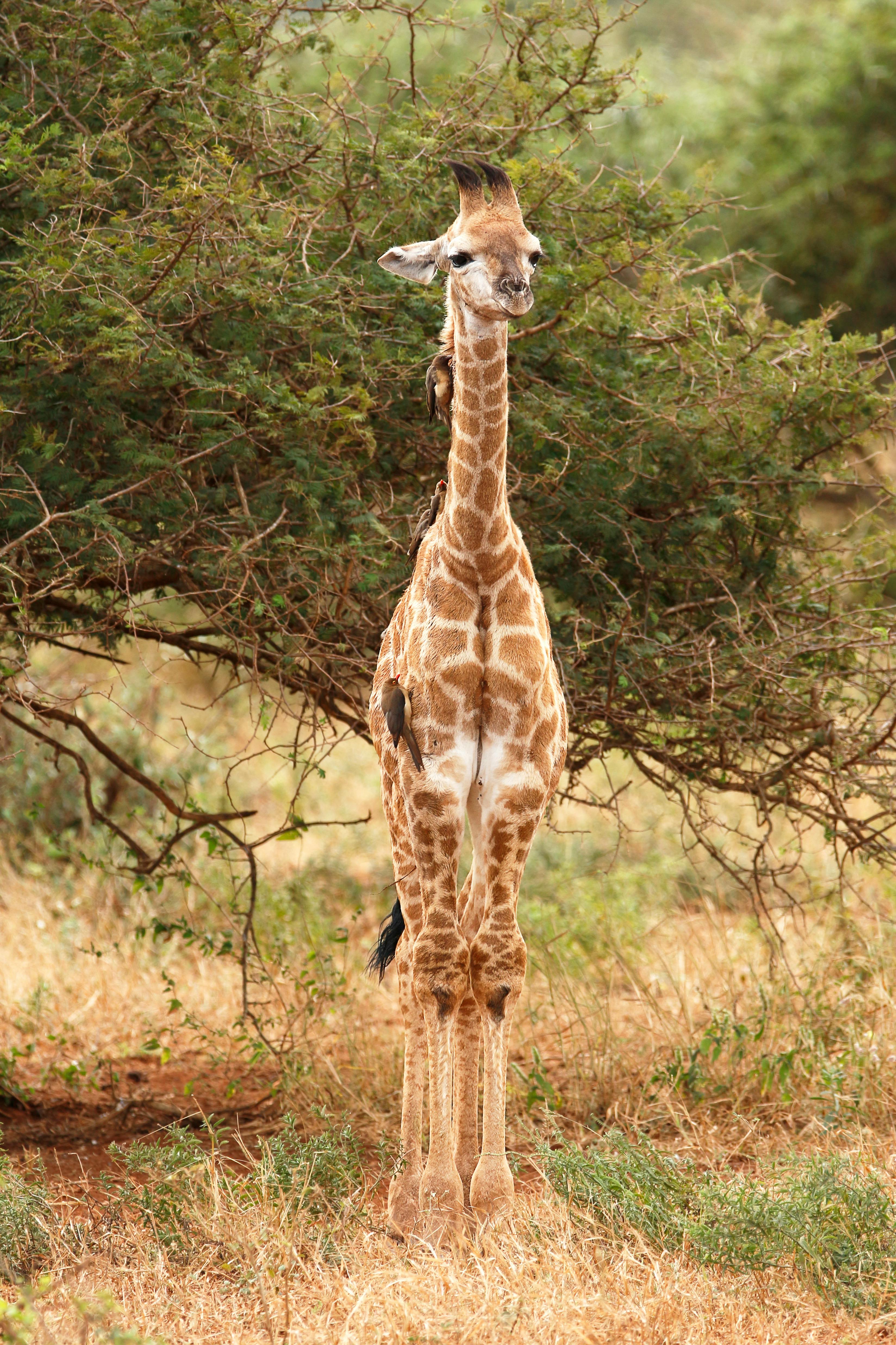 A Giraffe Standing on the Jungle · Free Stock Photo