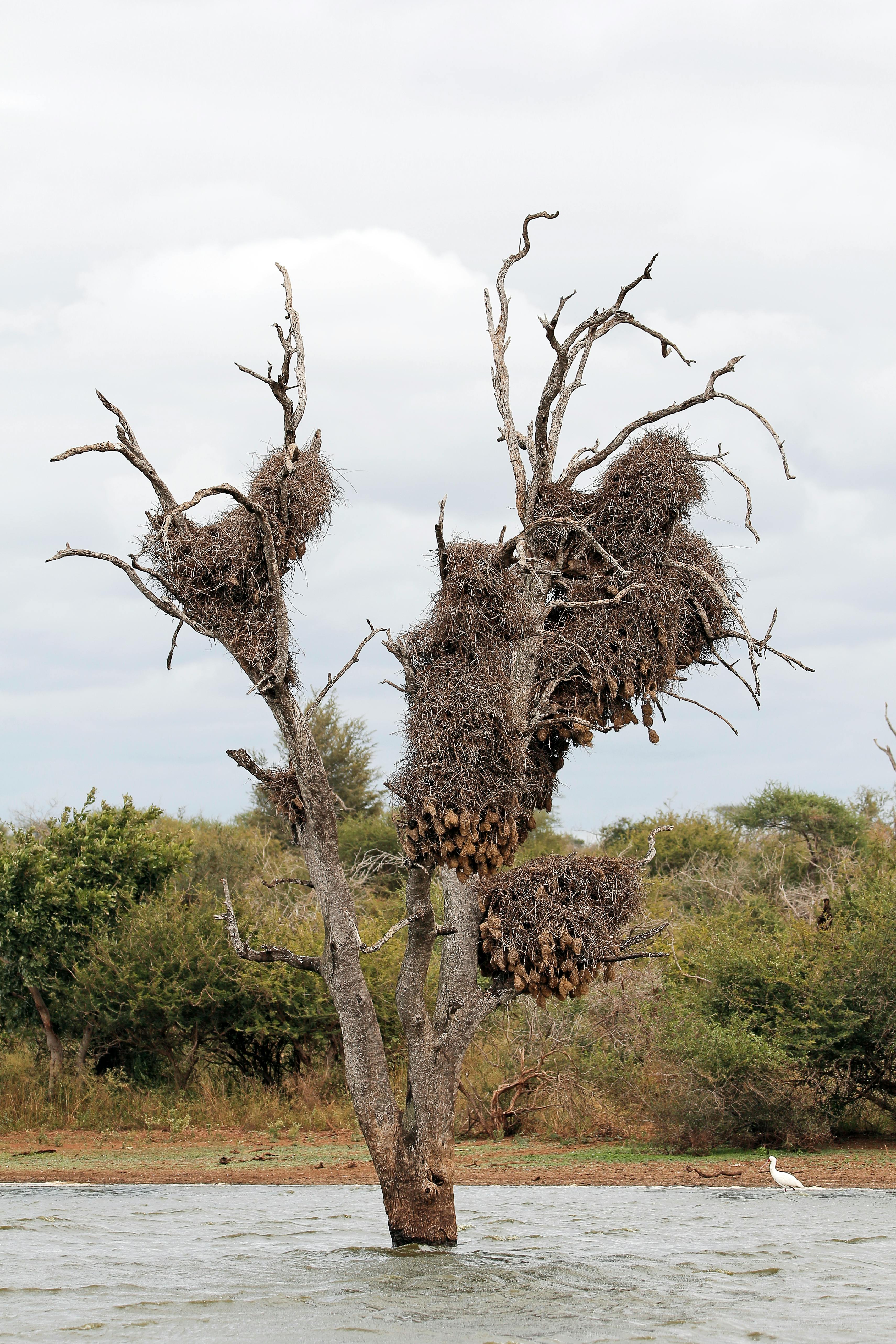 100,000+ Best Dead Tree Photos · 100% Free Download · Pexels Stock Photos