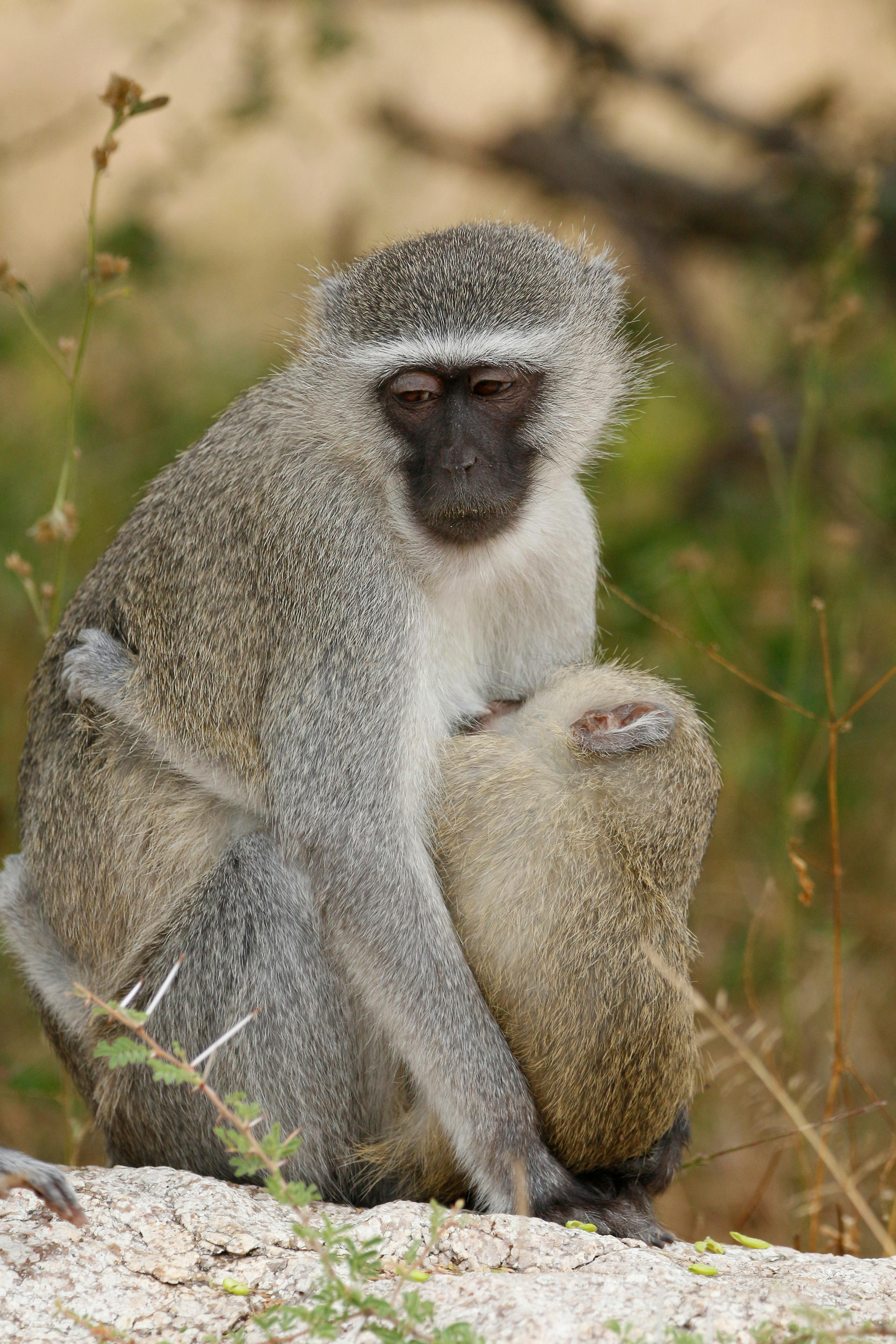 Five Monkey Huddled Together Outdoor during Daytime · Free Stock Photo