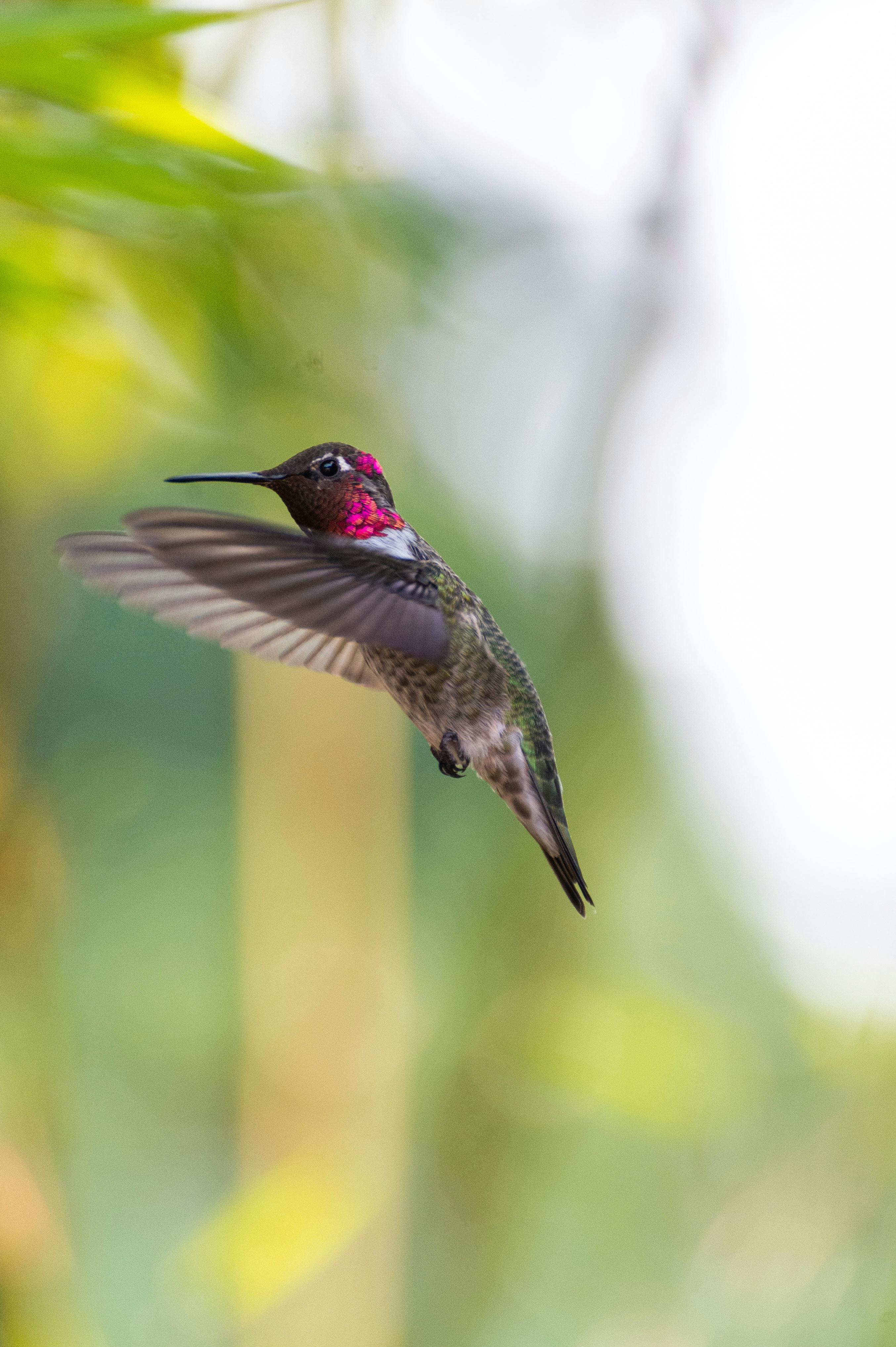 A Hummingbird Flying · Free Stock Photo