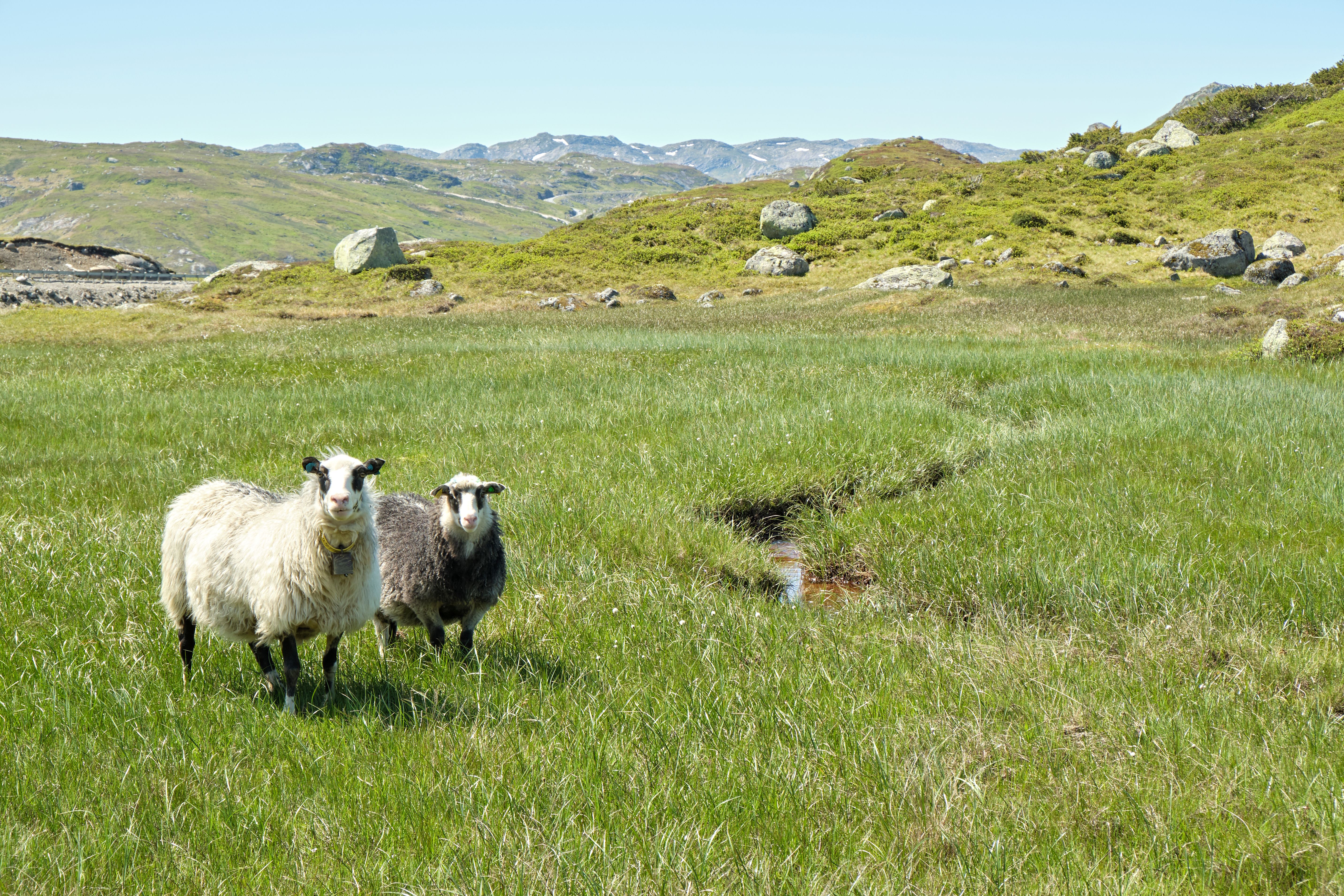 Sheeps on Green Grass Field · Free Stock Photo