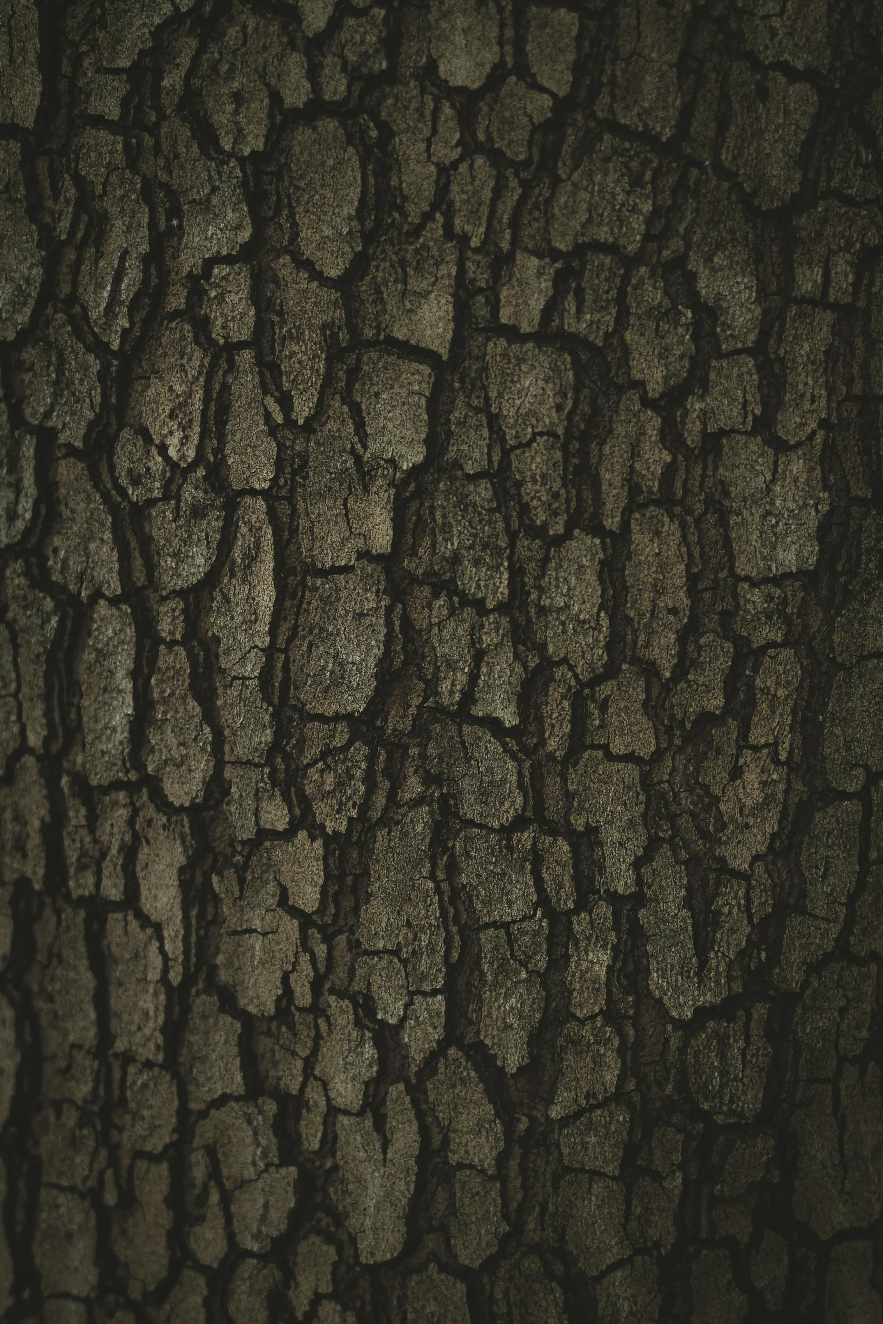 Tree Bark · Free Stock Photo