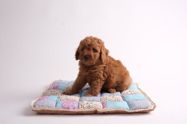 A Comprehensive Guide to Raising a Poodle Pinscher Mix Puppy