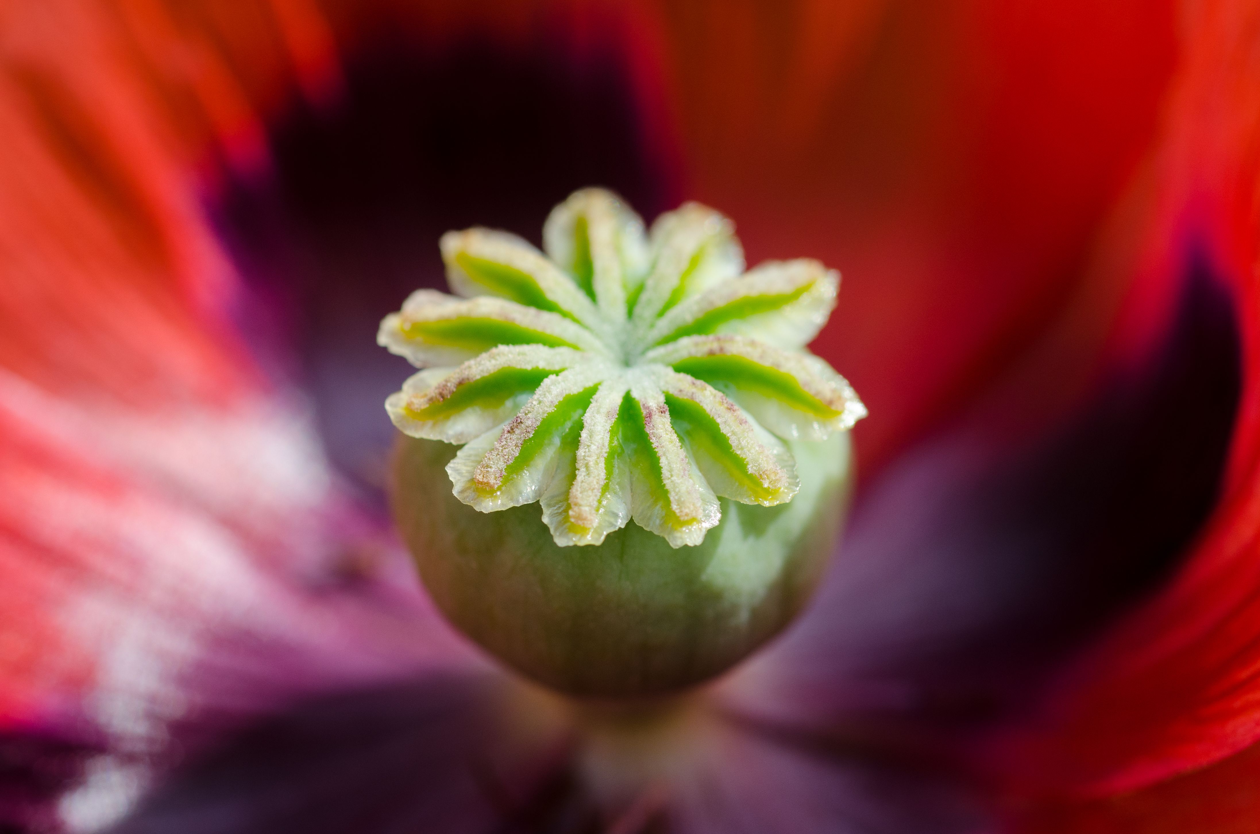 Blue Flower Bud · Free Stock Photo