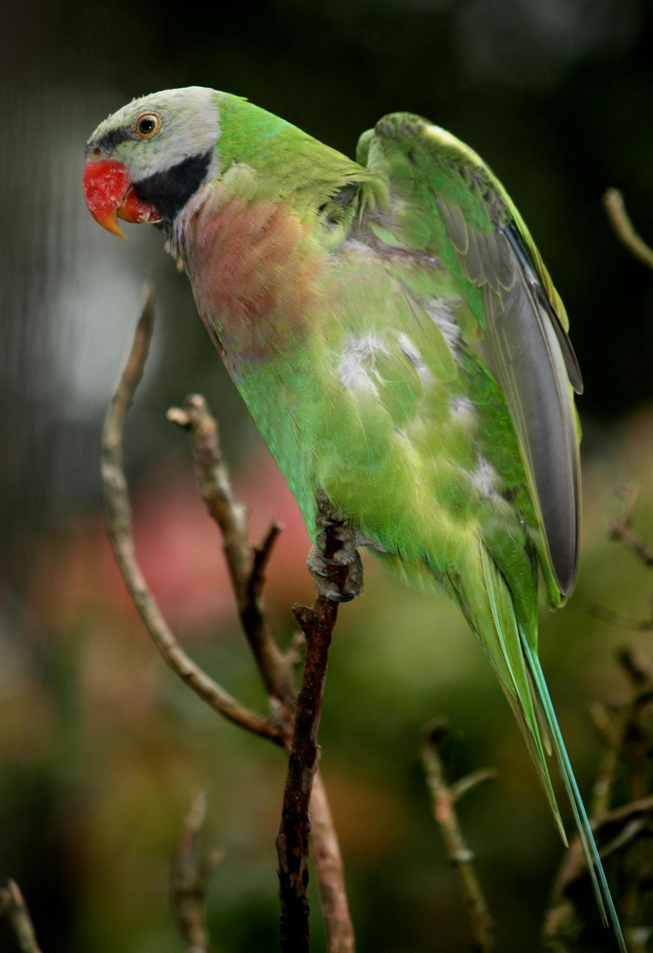 Photo of a Bird on Tree Branch · Free Stock Photo